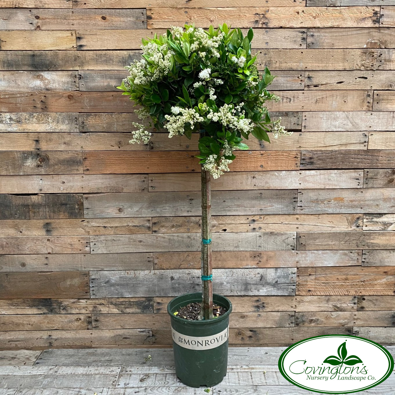 LIGUSTRUM waxleaf patio – Covingtons