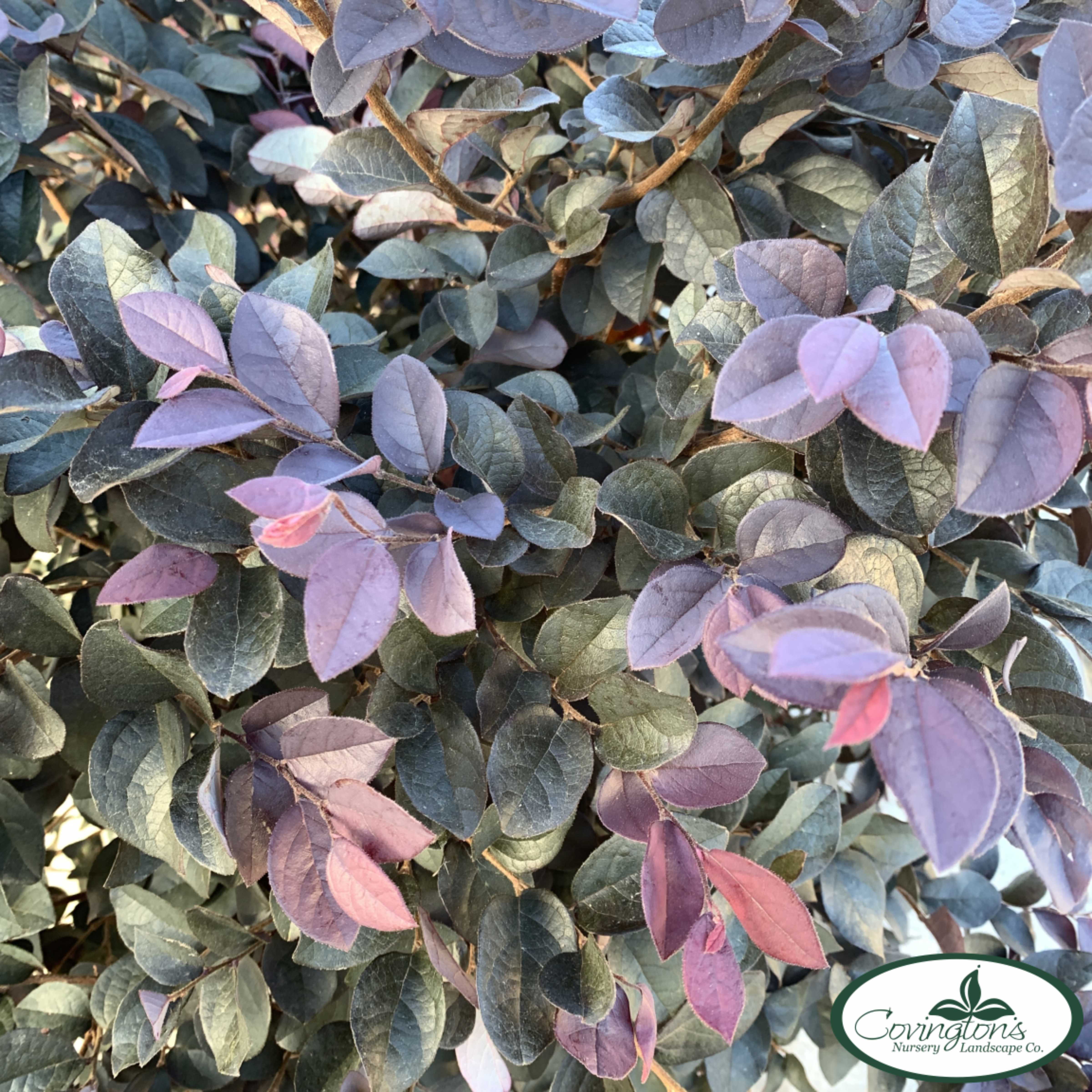 LOROPETALUM carolina midnight – Covingtons