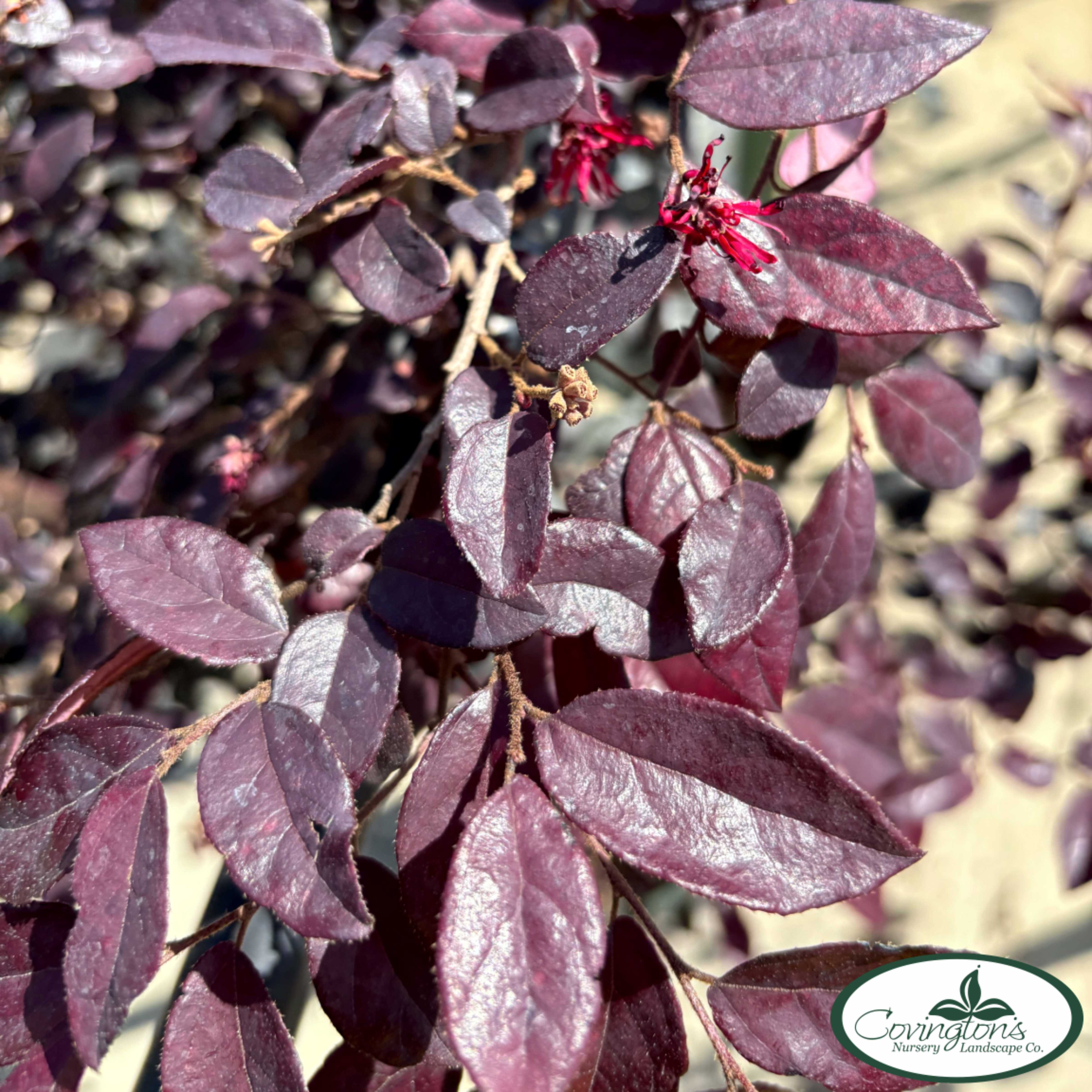 LOROPETALUM ever red® – Covingtons