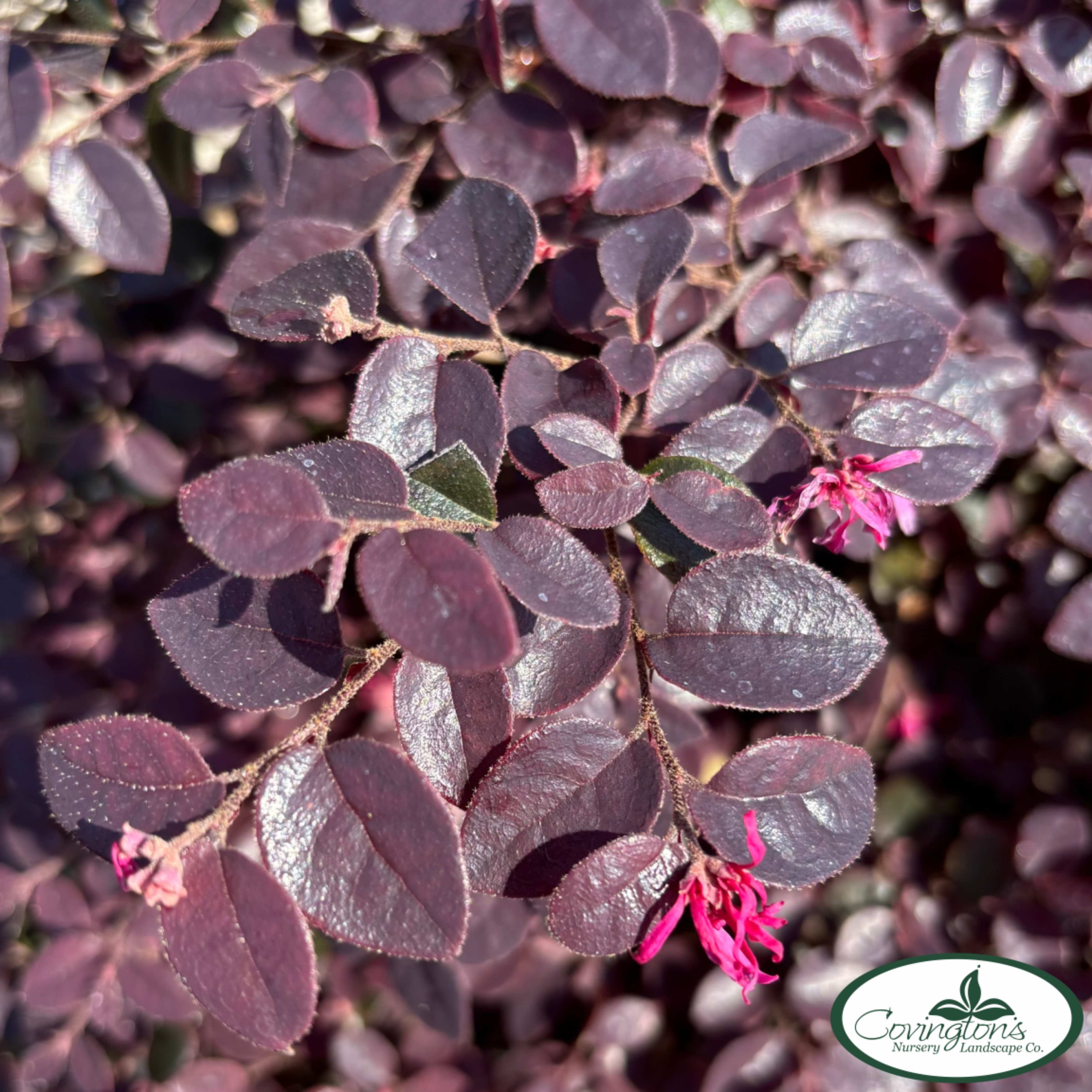 LOROPETALUM jazz hands® mini – Covingtons