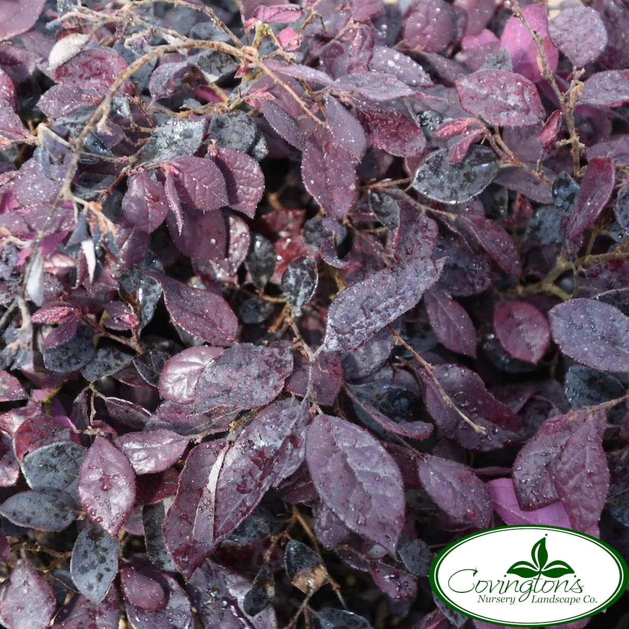 LOROPETALUM purple diamond® – Covingtons