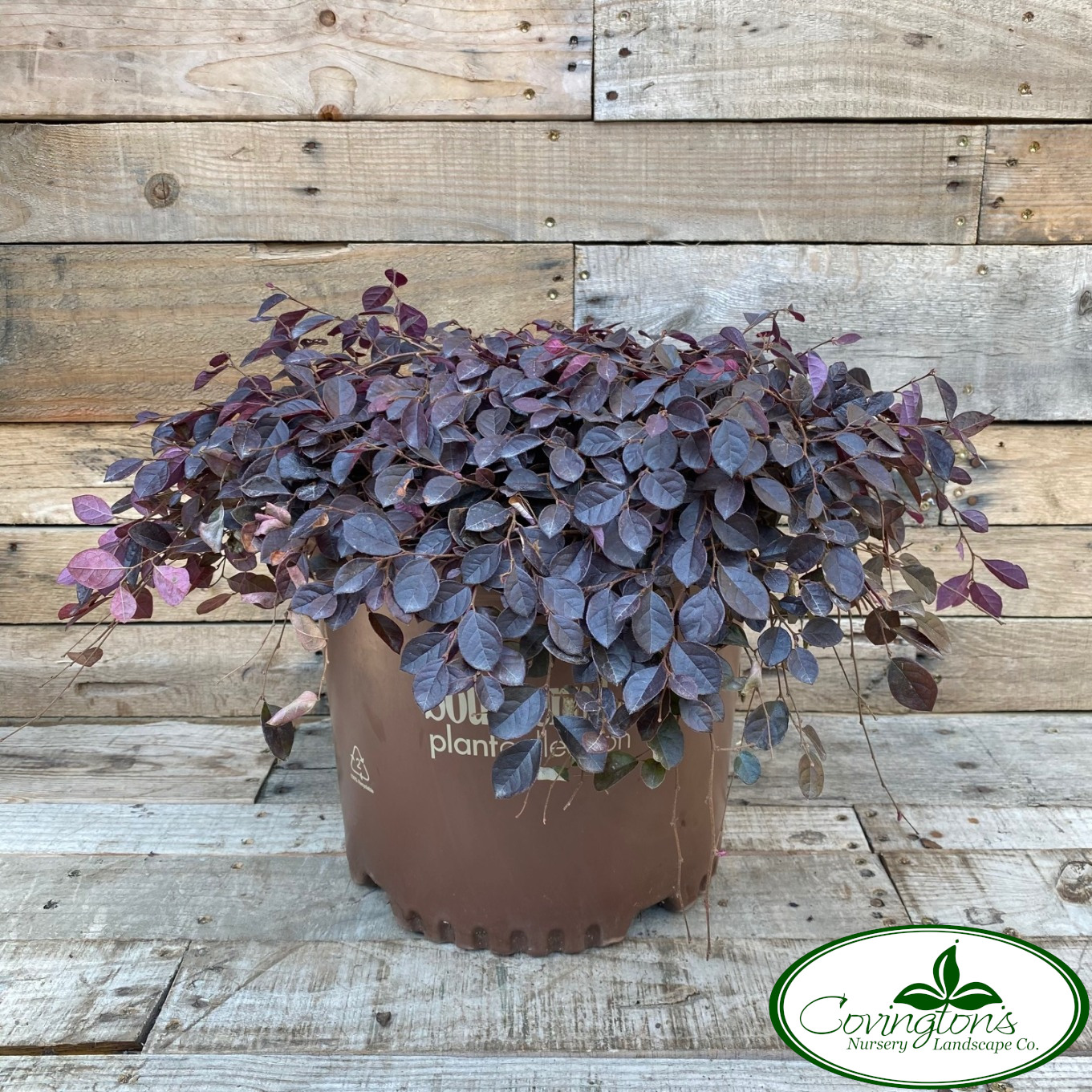 LOROPETALUM purple pixie® – Covingtons