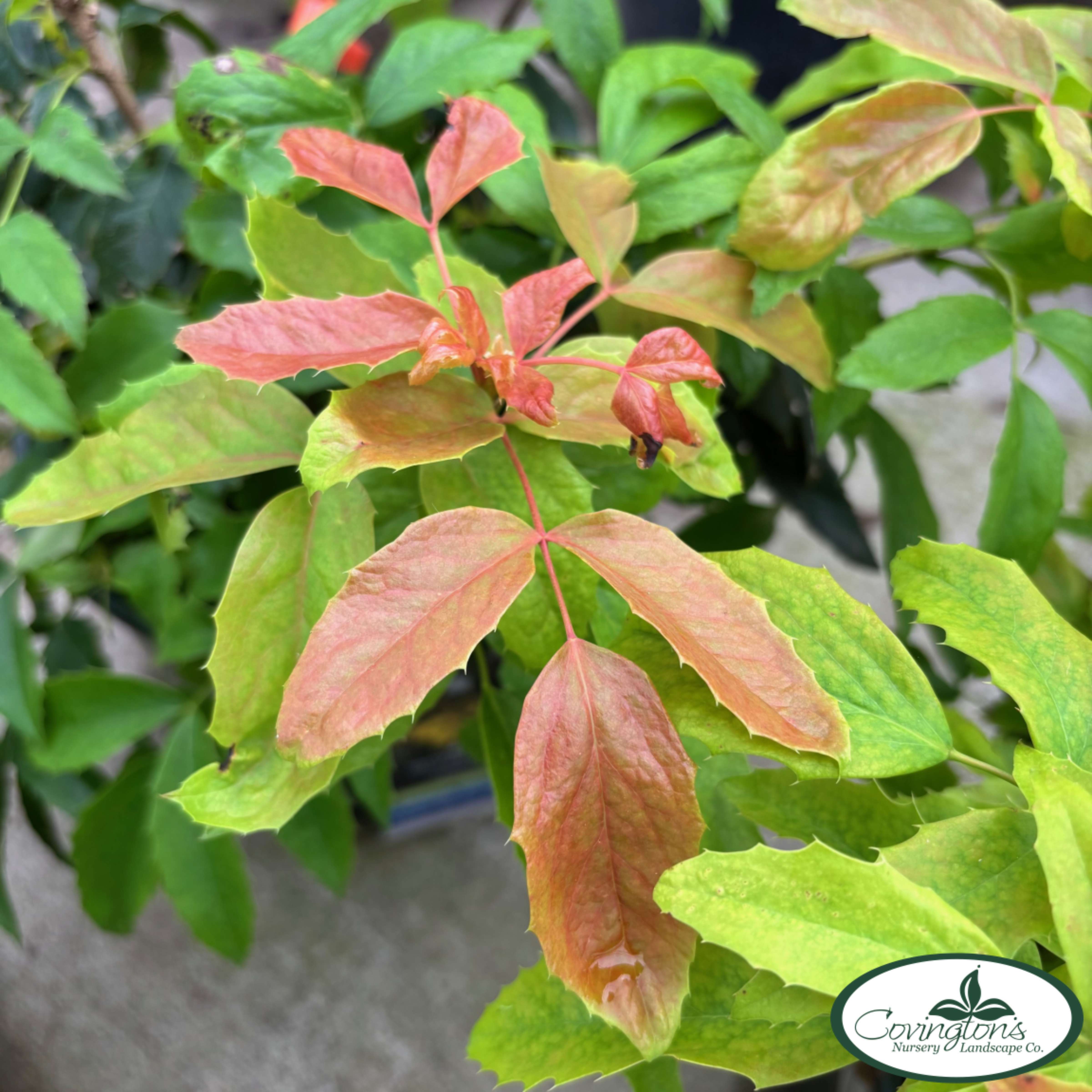 MAHONIA compact oregon grape – Covingtons