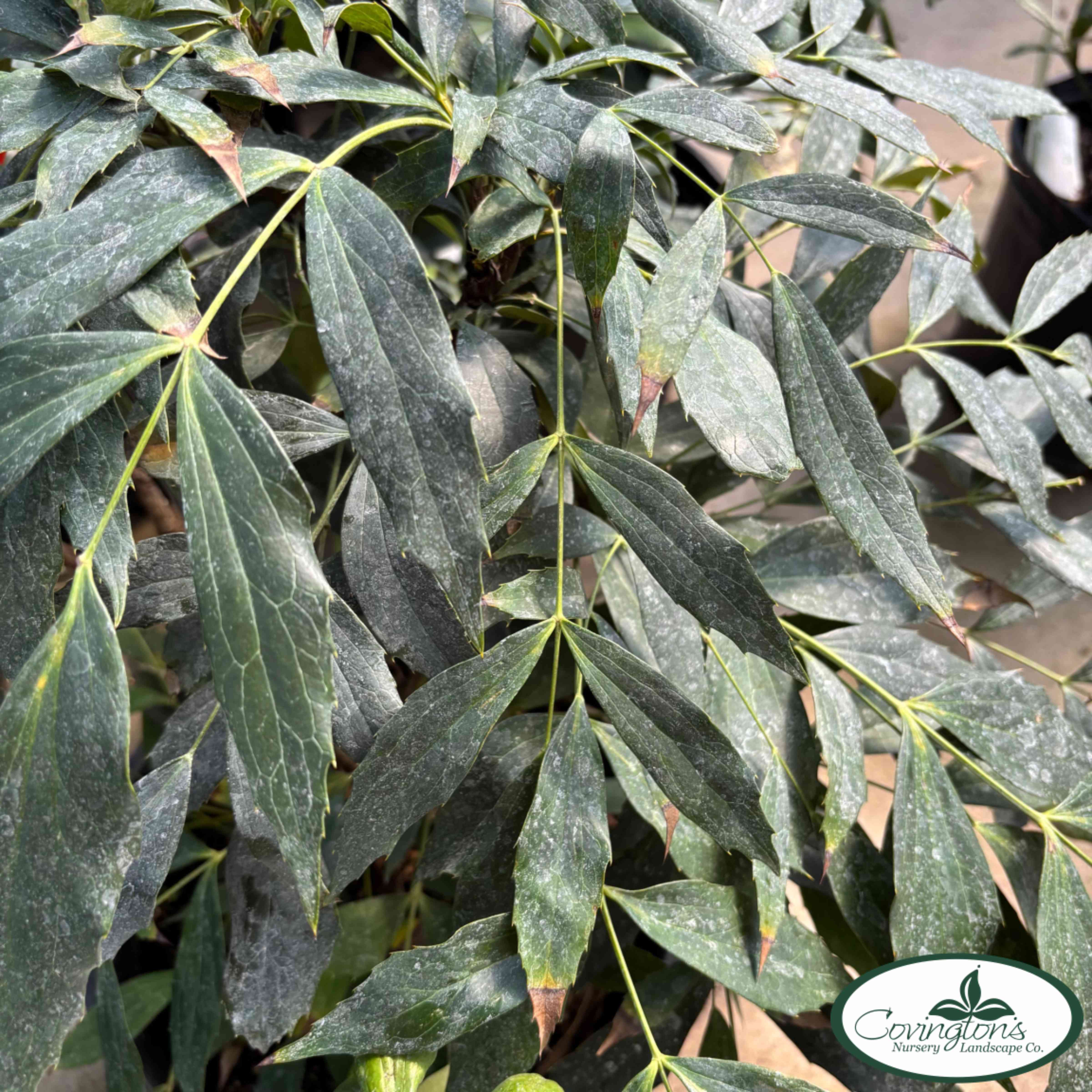 MAHONIA dragon scales – Covingtons