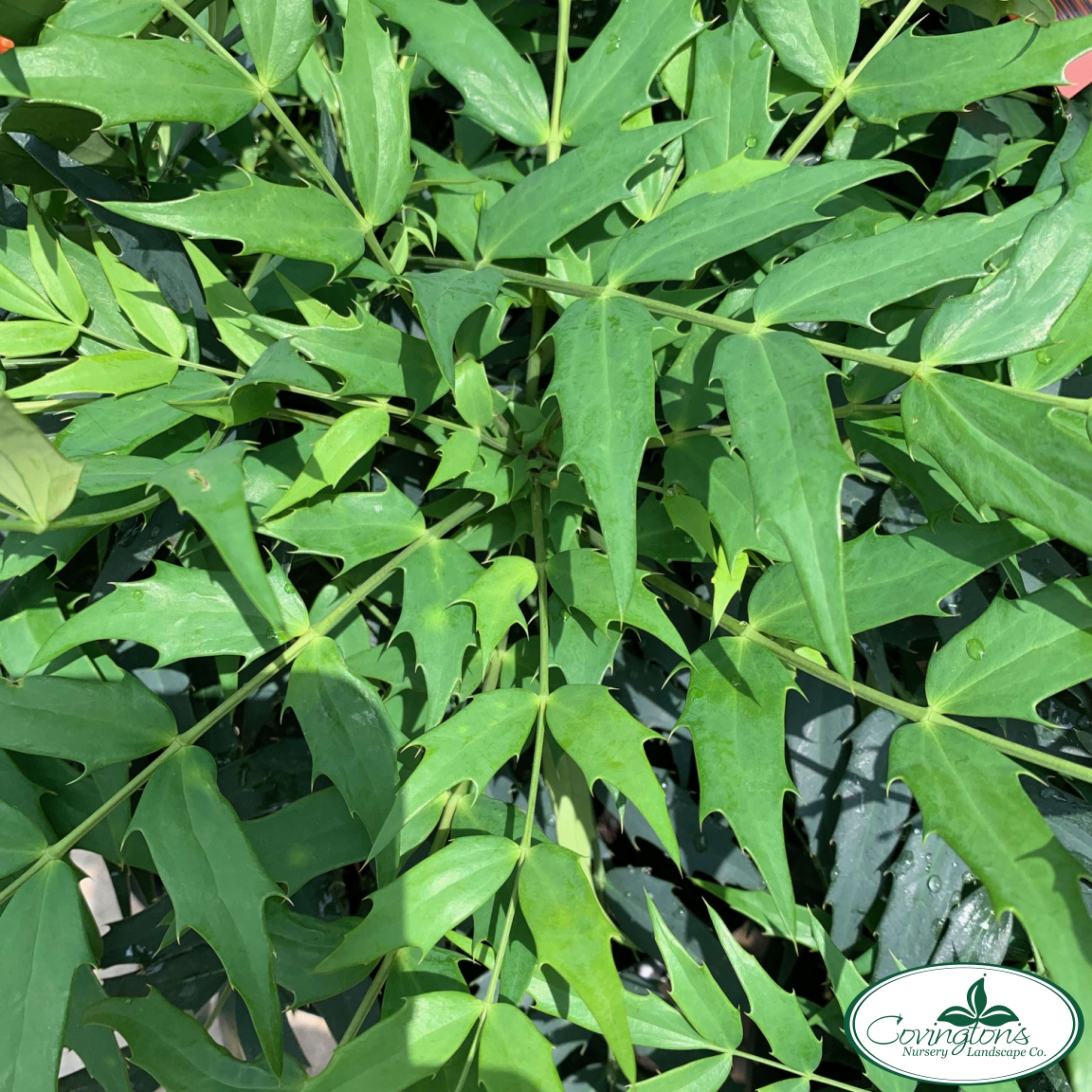 MAHONIA funky flow™ – Covingtons