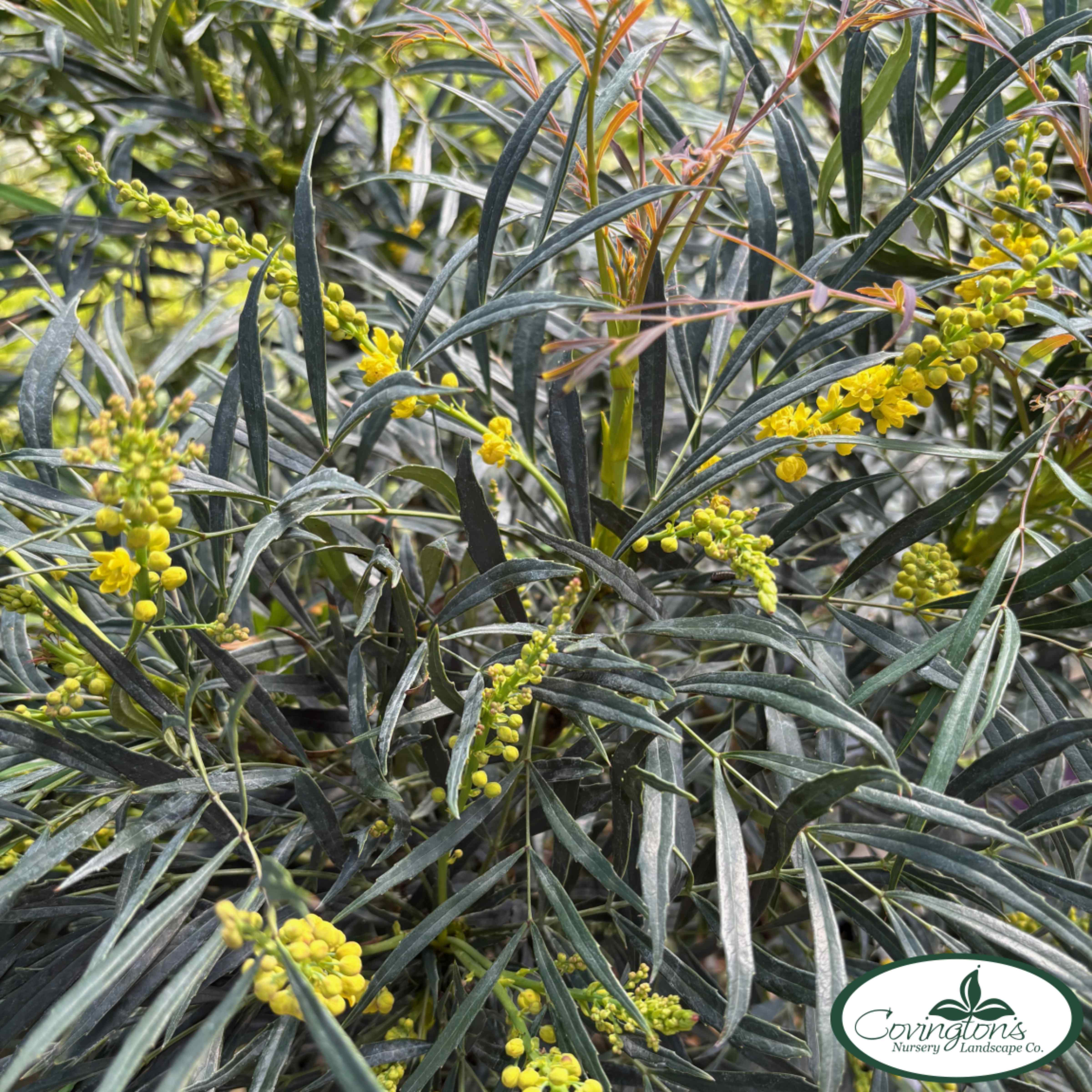 MAHONIA indigo flair™ – Covingtons