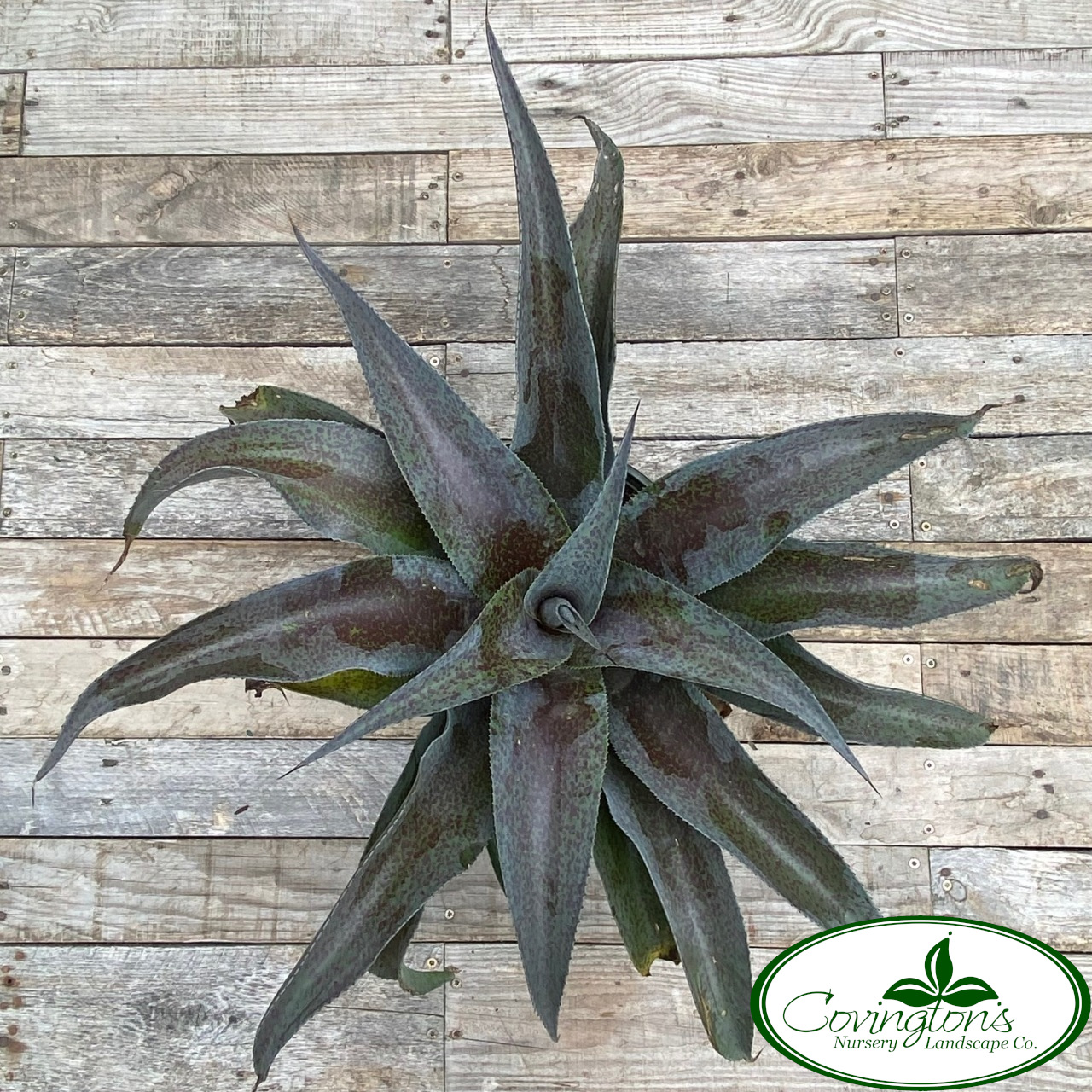 MANGAVE aztec king – Covingtons