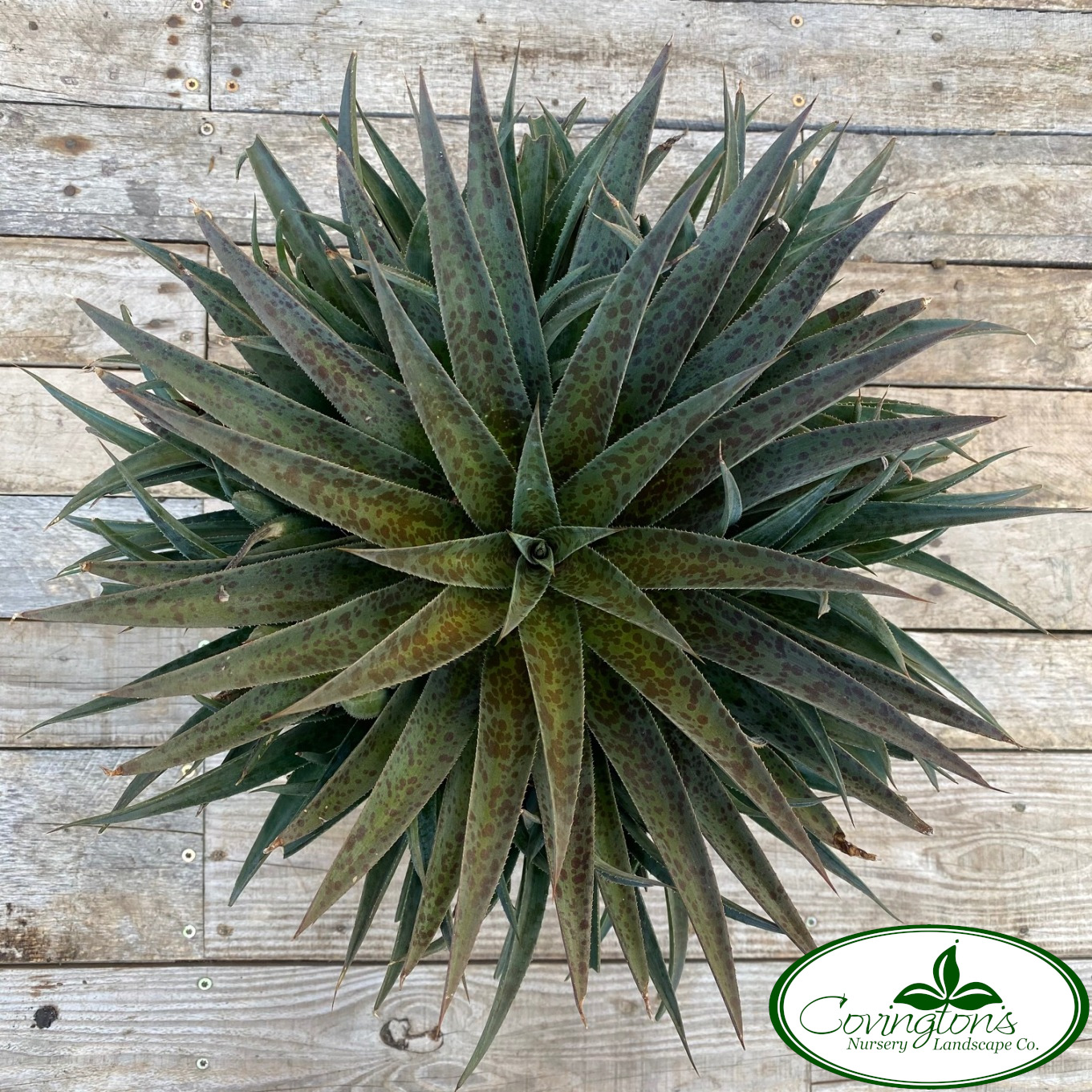 MANGAVE pineapple express – Covingtons