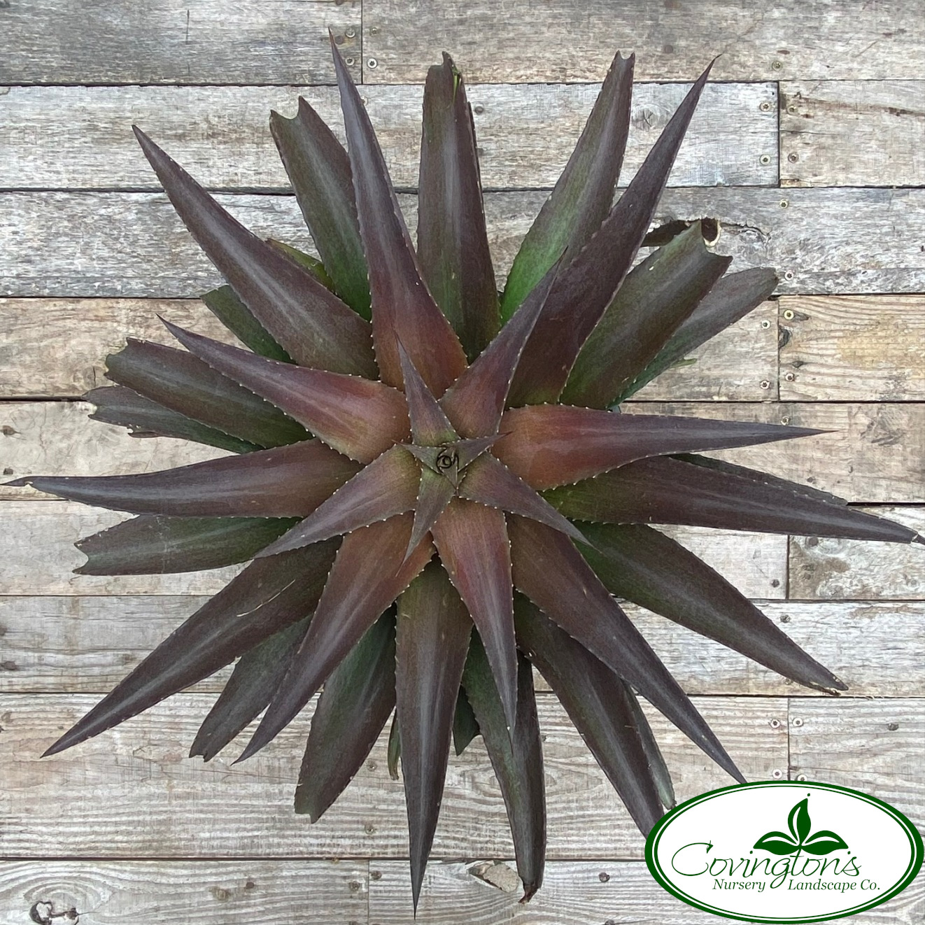 MANGAVE red wing – Covingtons