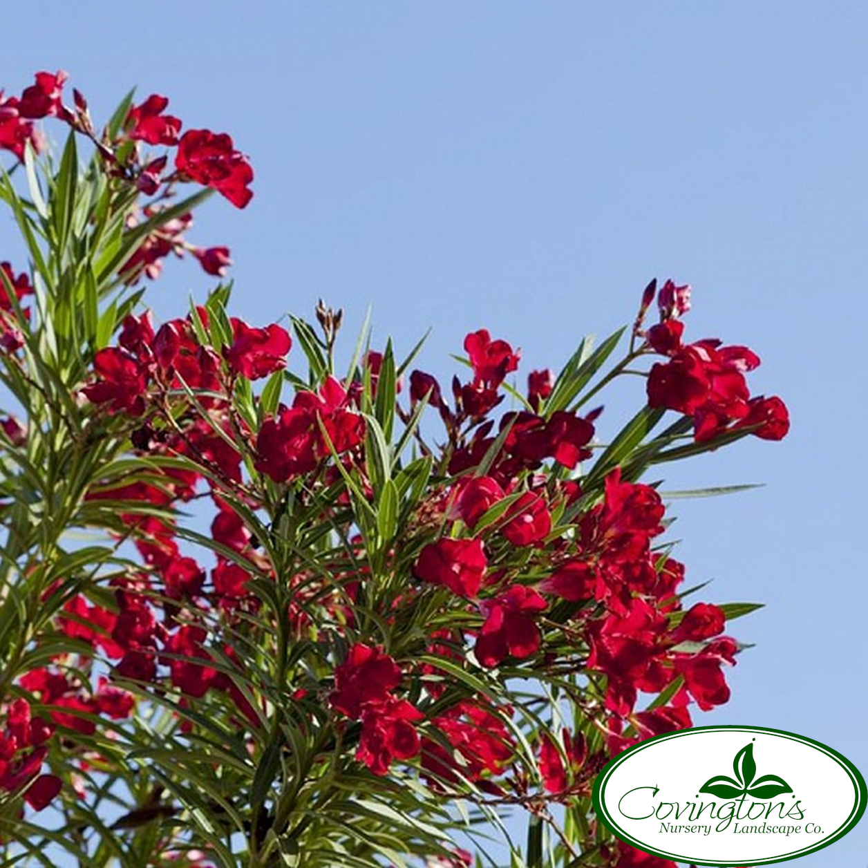 OLEANDER hardy red – Covingtons
