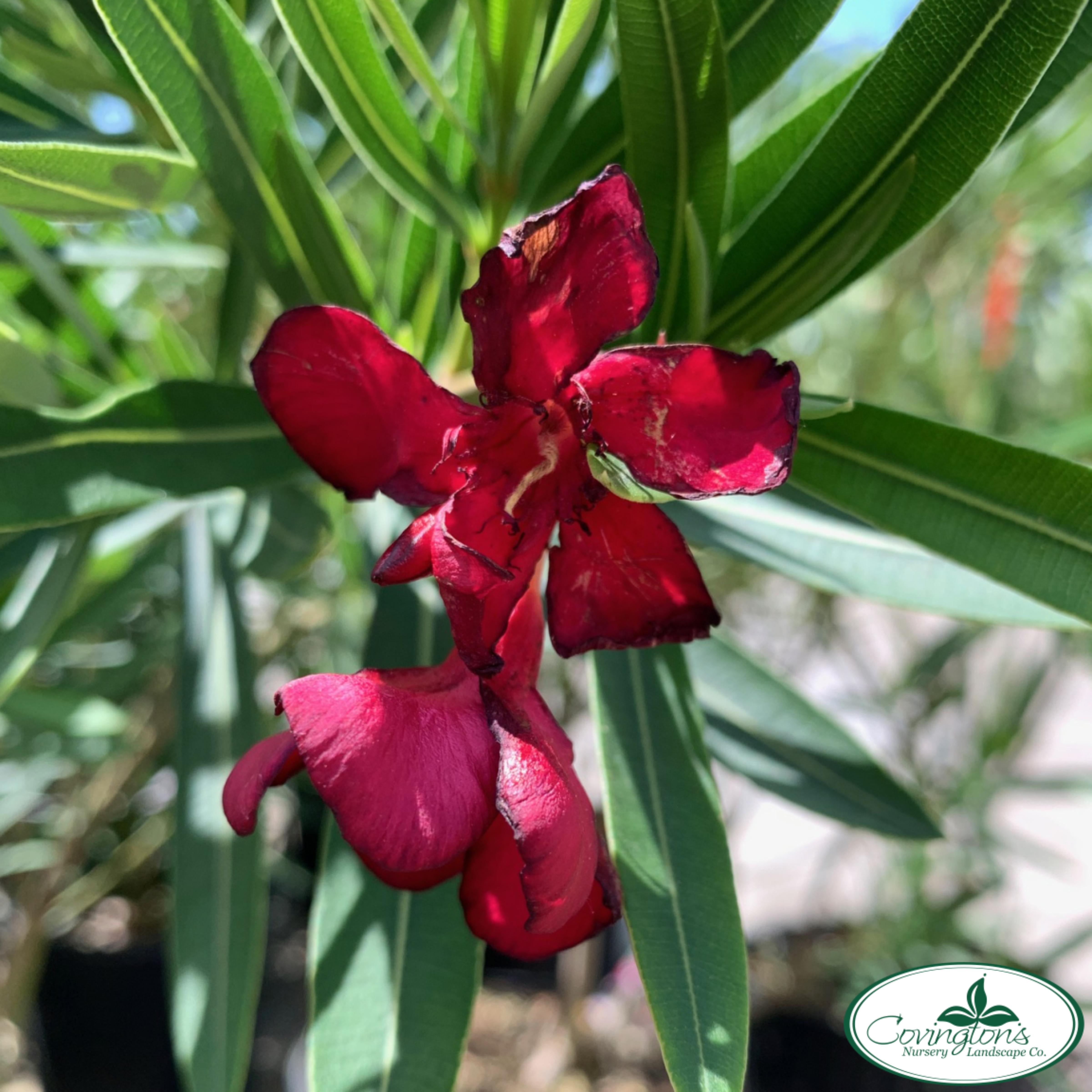 OLEANDER petite red – Covingtons