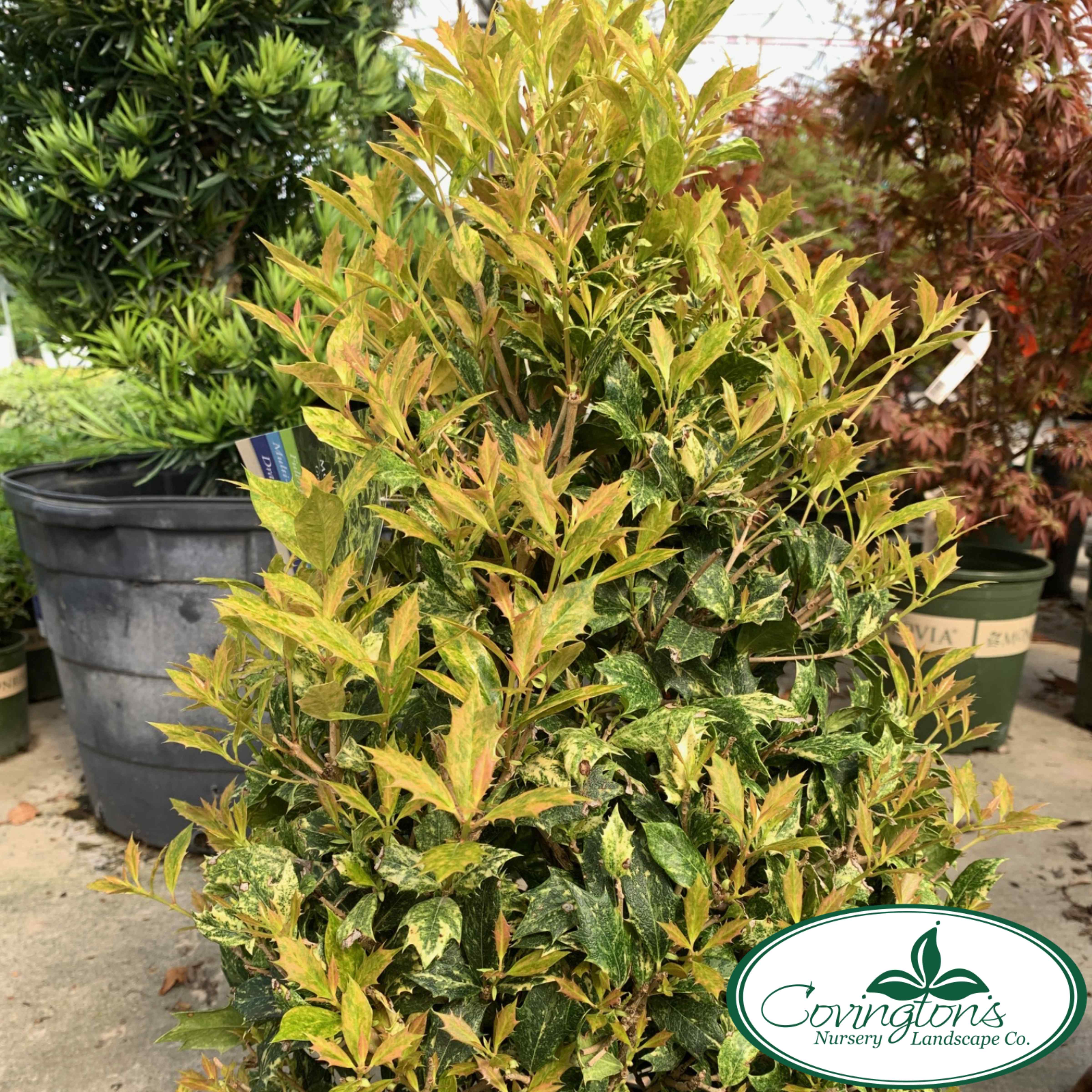 OSMANTHUS goshiki cone – Covingtons