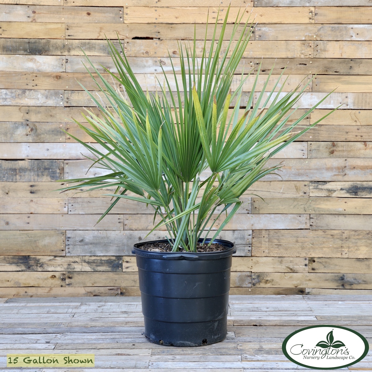 PALM dwarf sabal – Covingtons