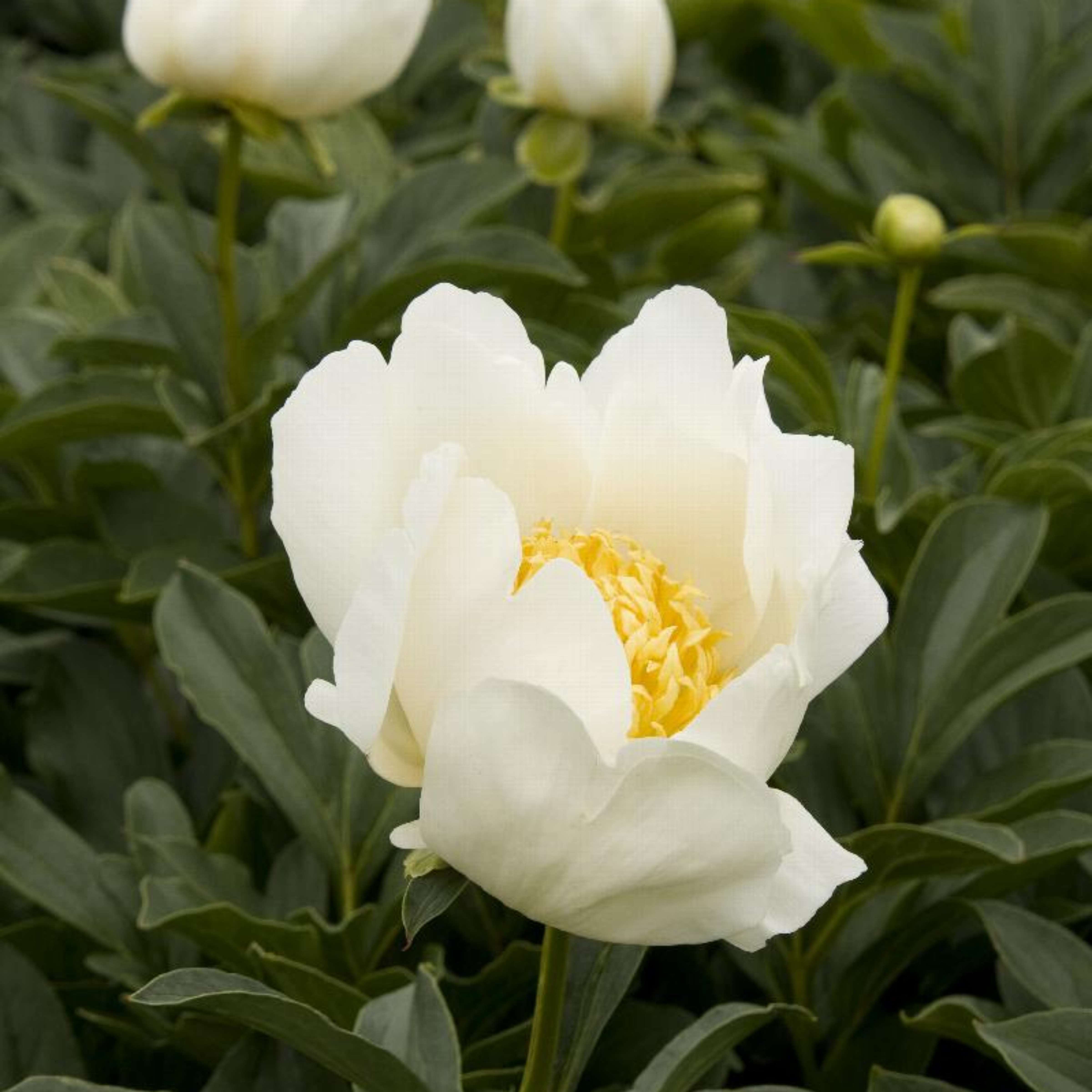 Peony Jan Van Leeuwen Covingtons
