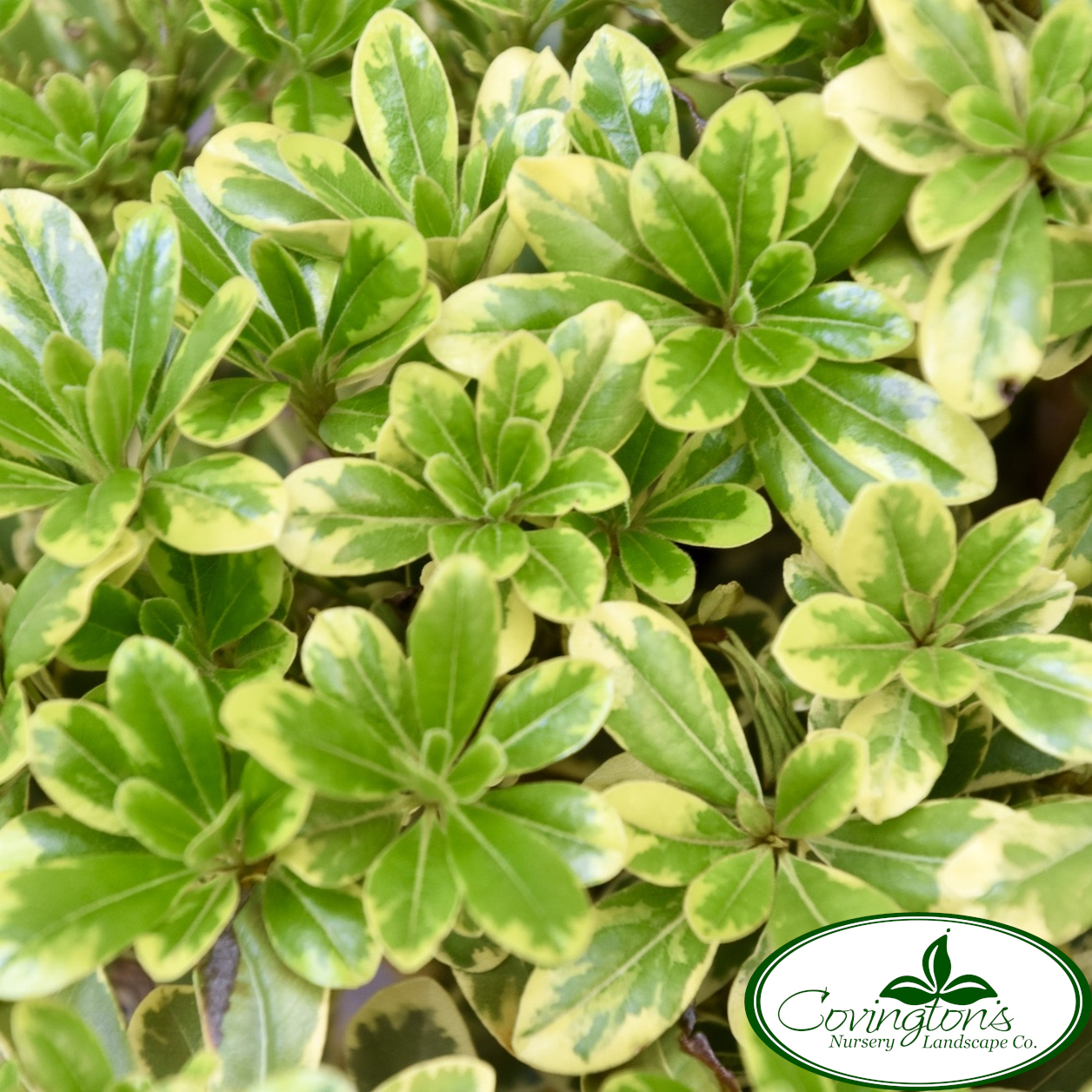 PITTOSPORUM cream de mint™ – Covingtons