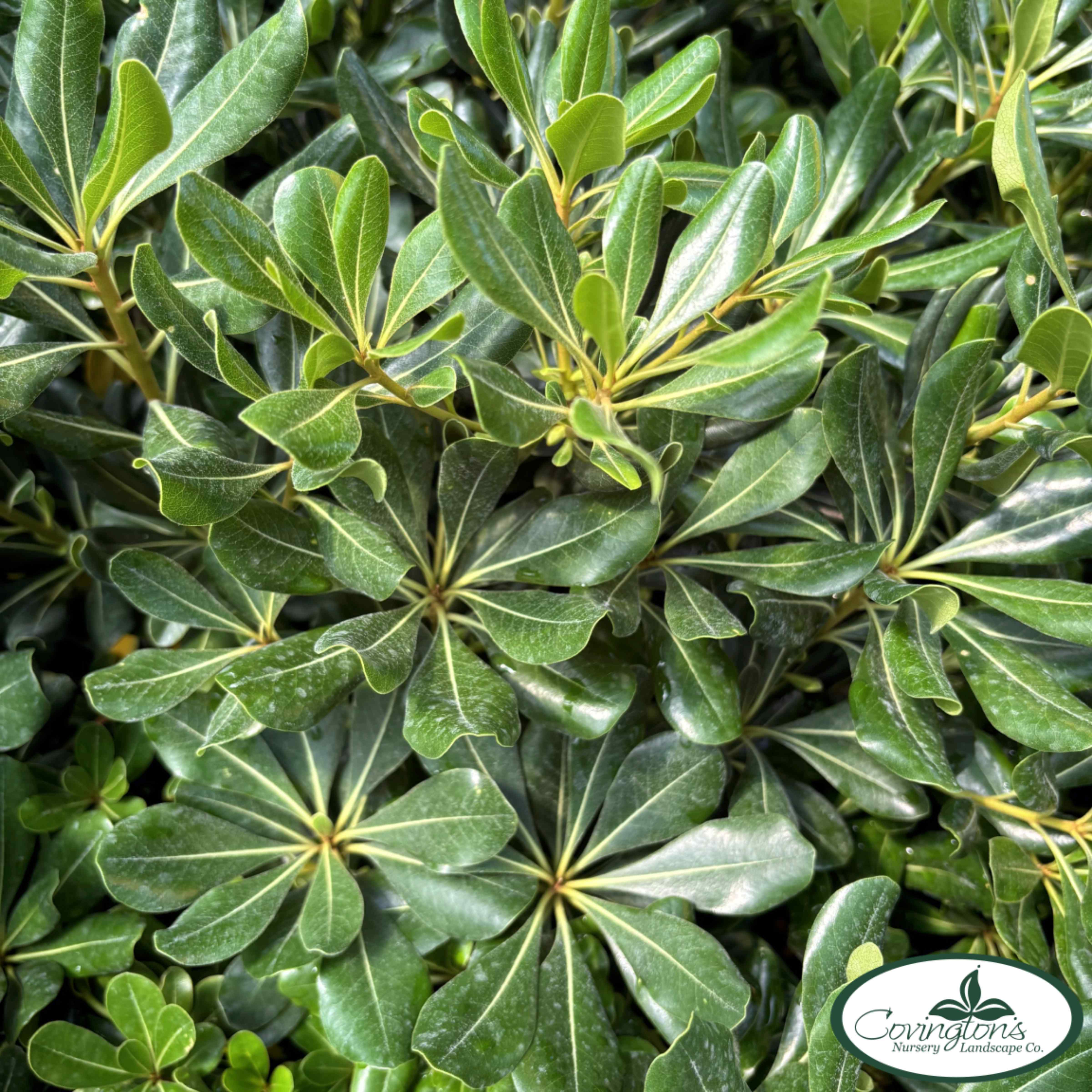 PITTOSPORUM green – Covingtons
