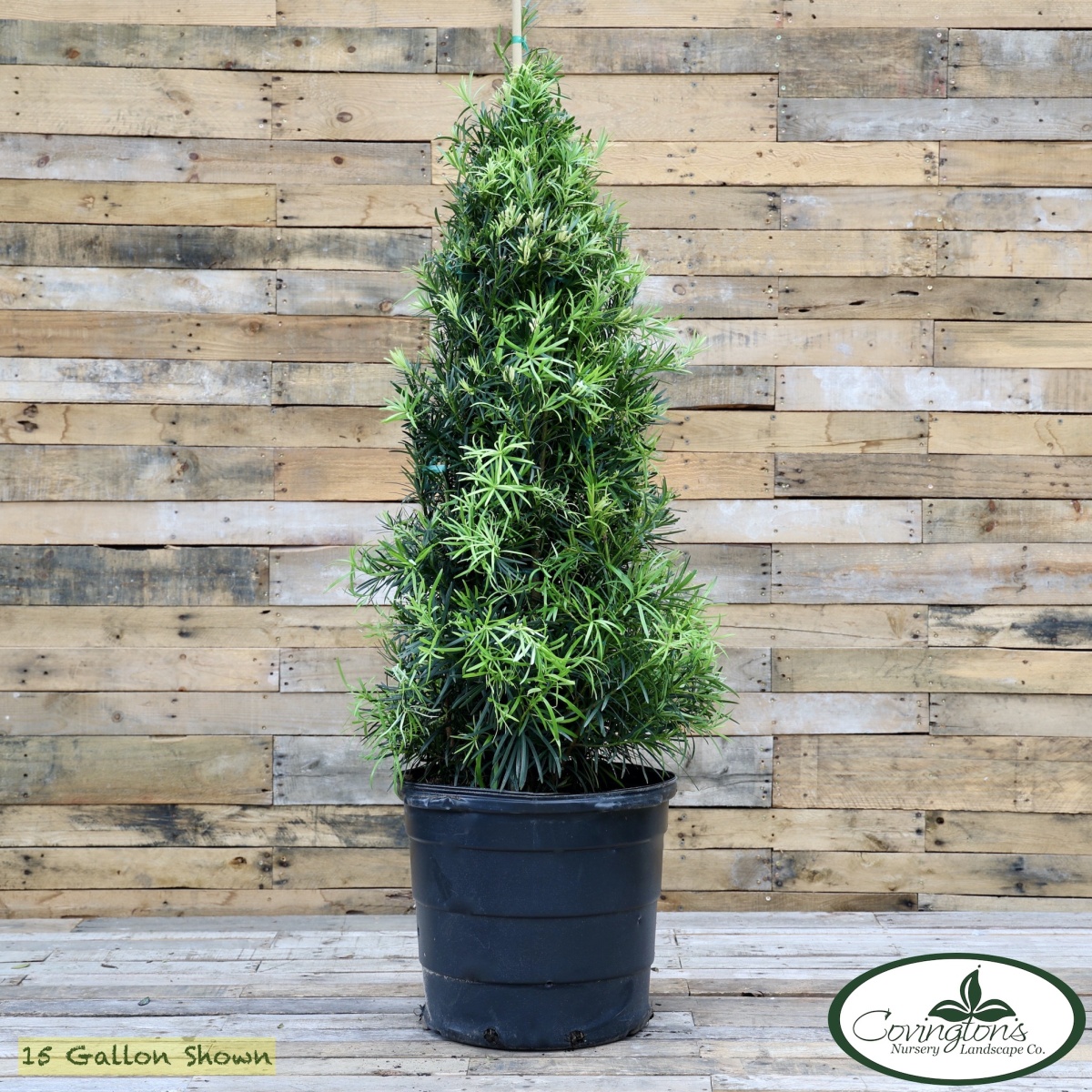 PODOCARPUS japanese yew cone – Covingtons