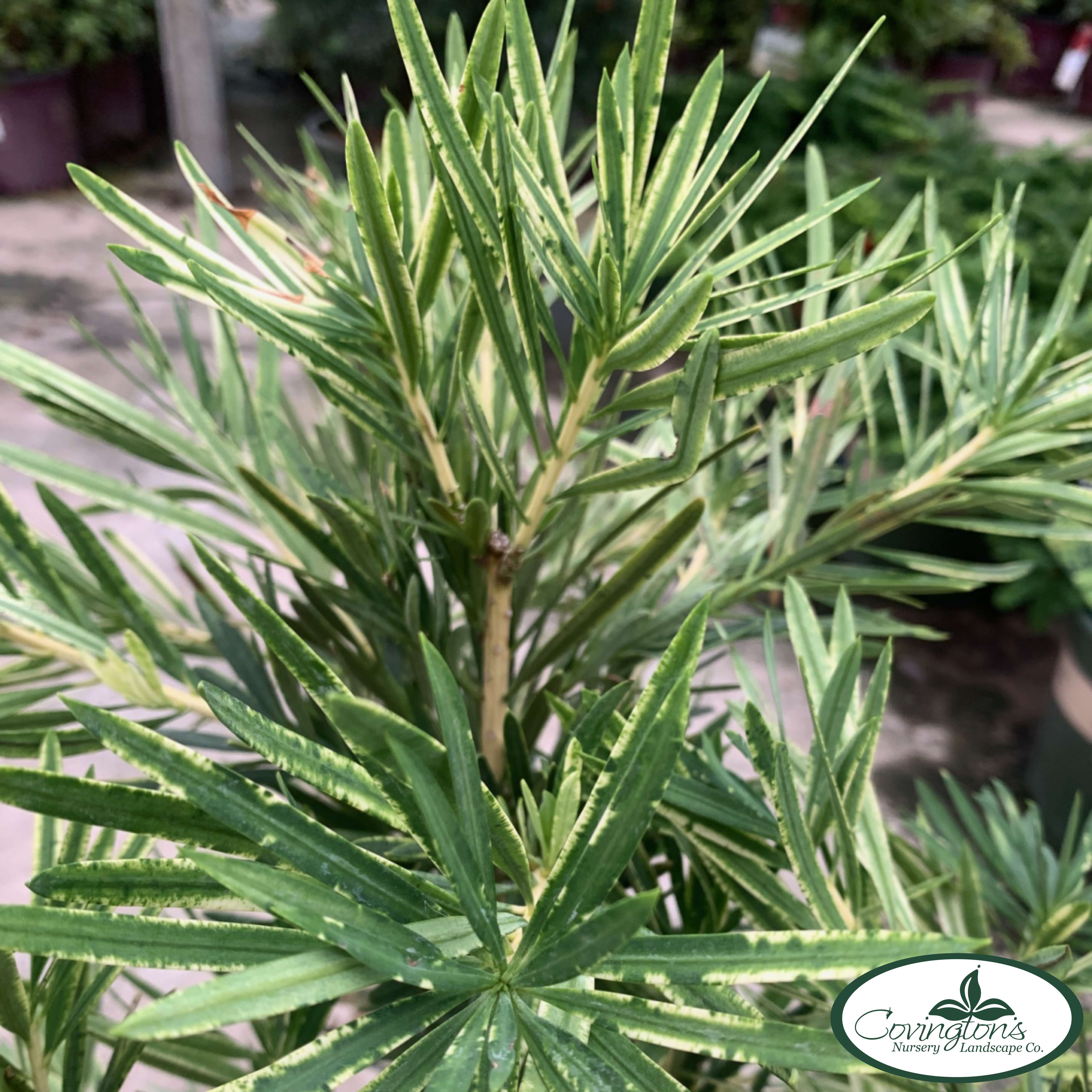 PODOCARPUS mood ring™ – Covingtons