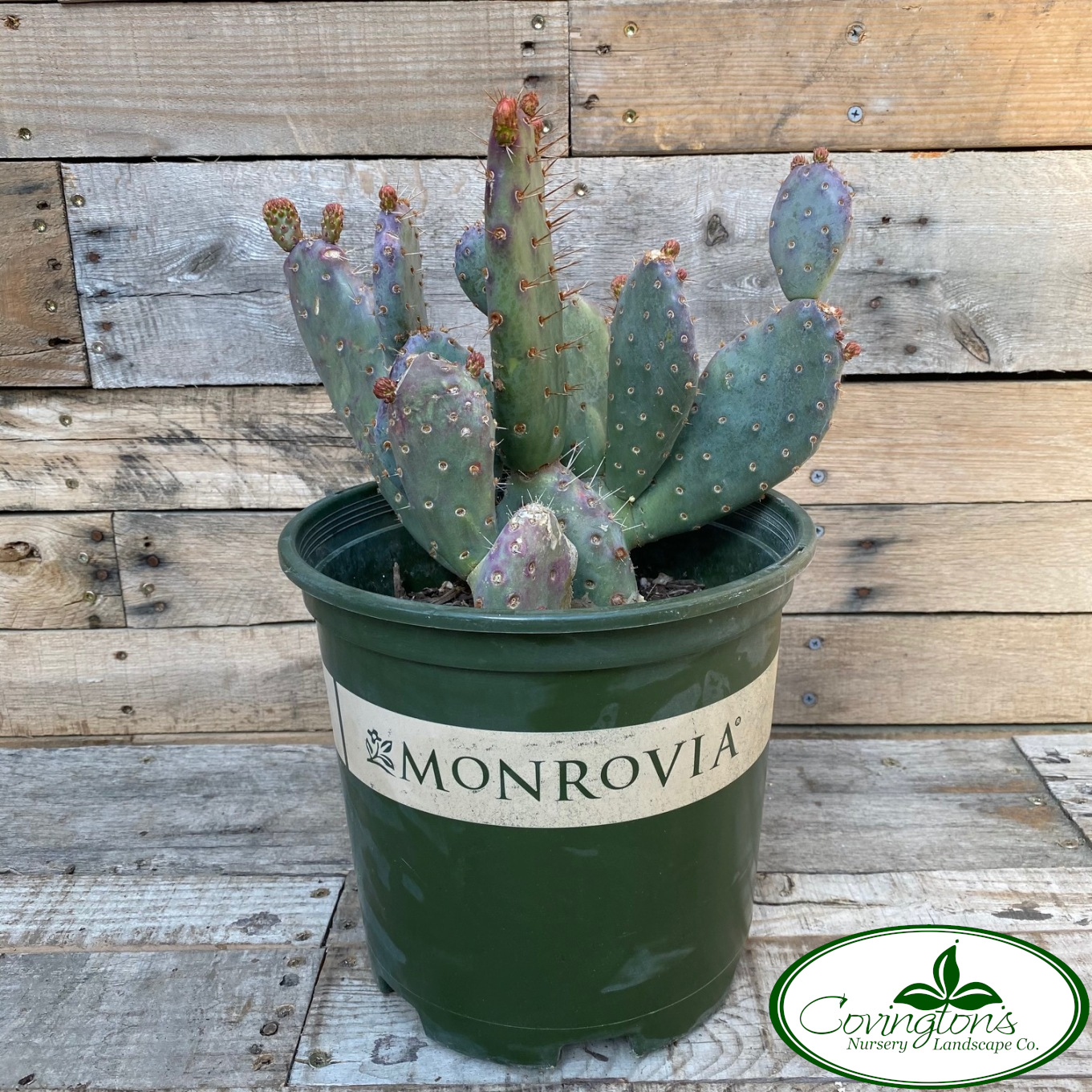 PRICKLY PEAR baby rita – Covingtons