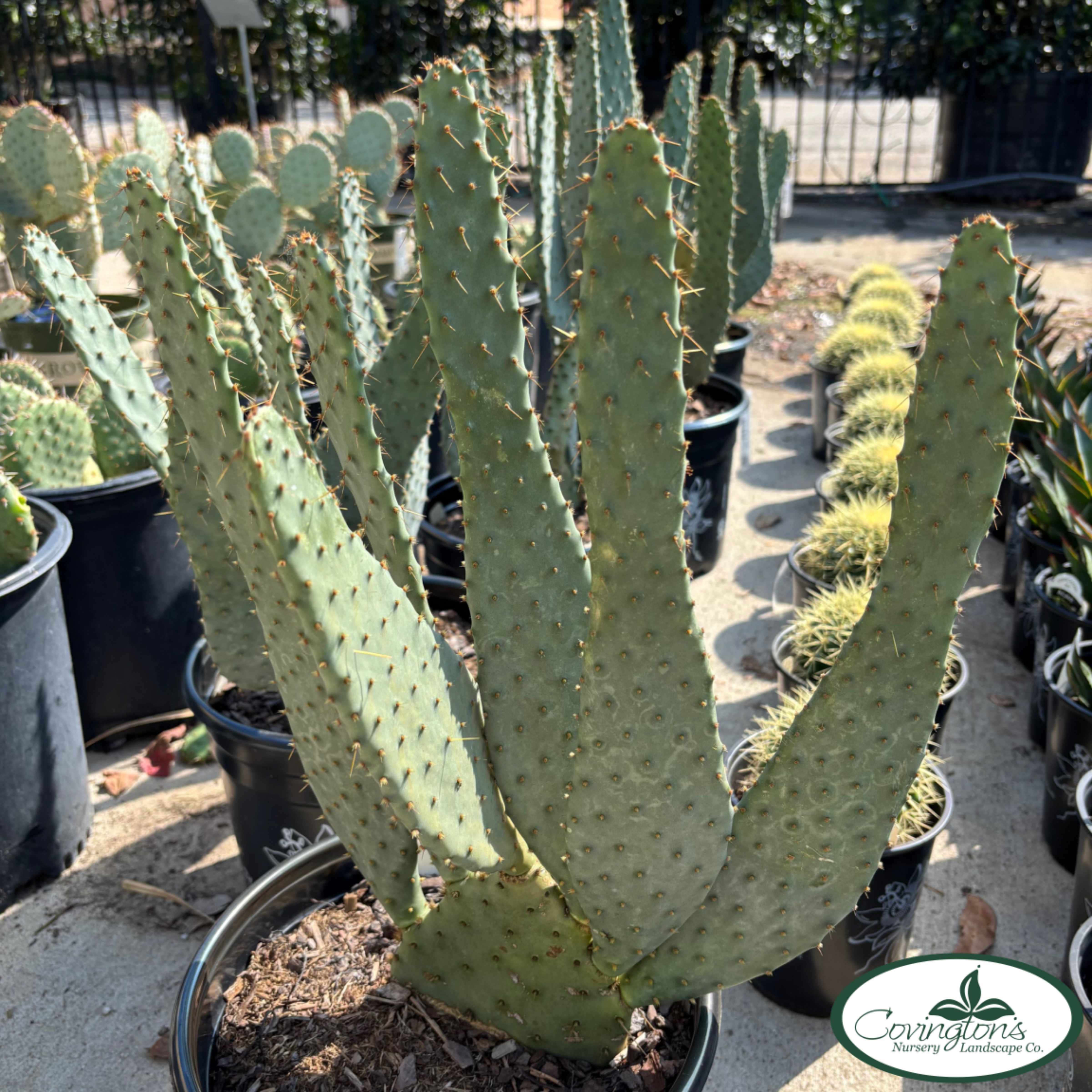 PRICKLY PEAR cow’s tongue – Covingtons