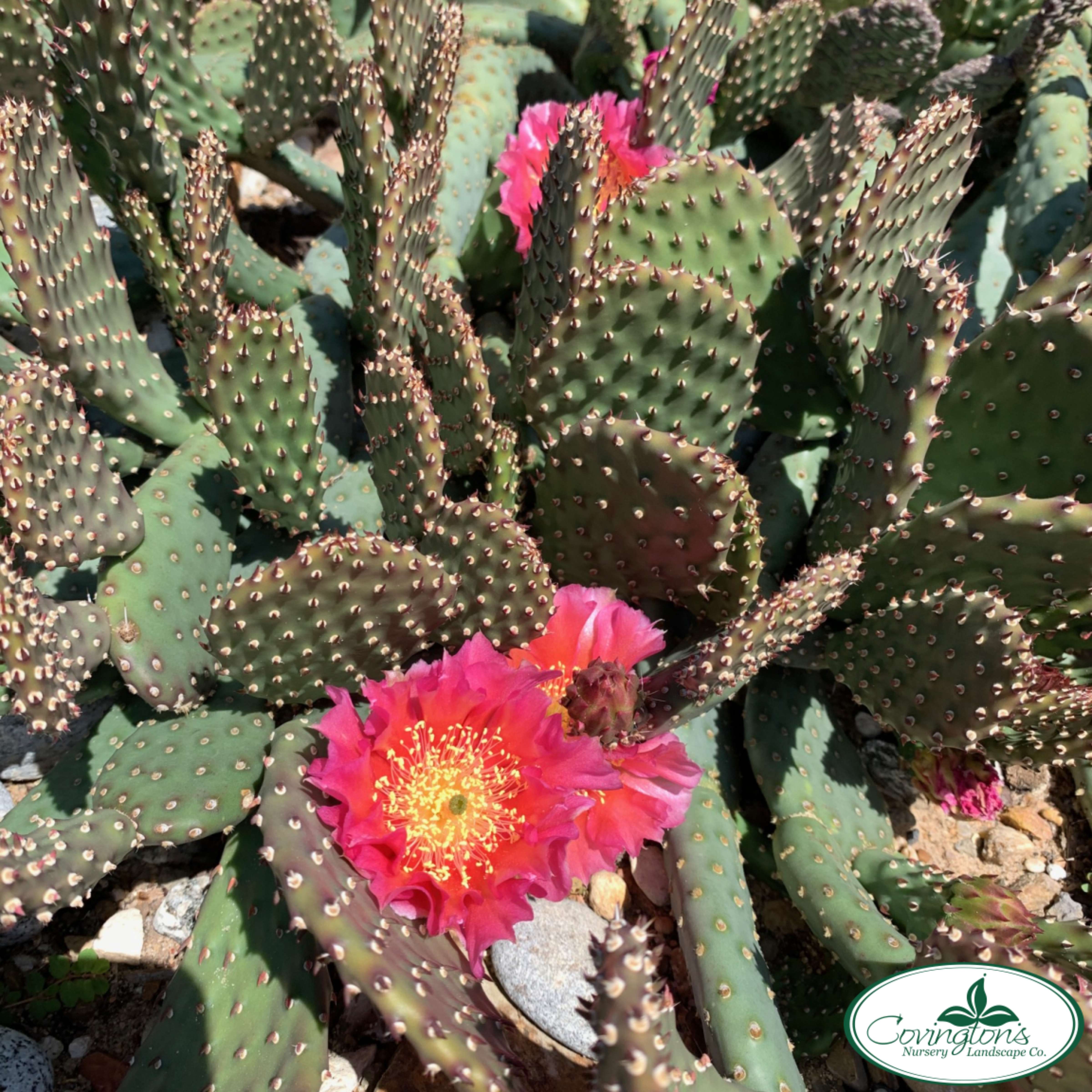 PRICKLY PEAR watermelon man – Covingtons