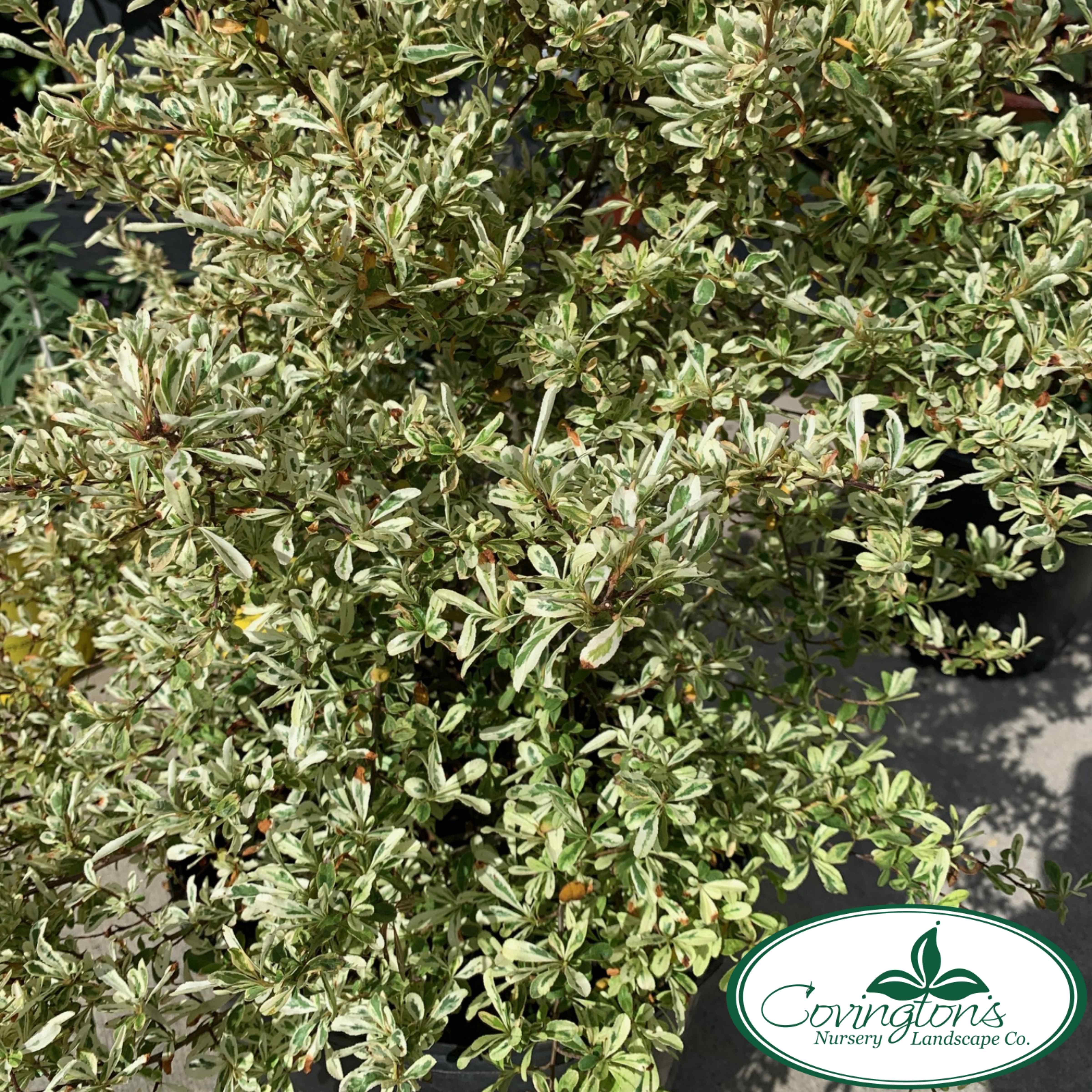 PYRACANTHA silver lining™ – Covingtons