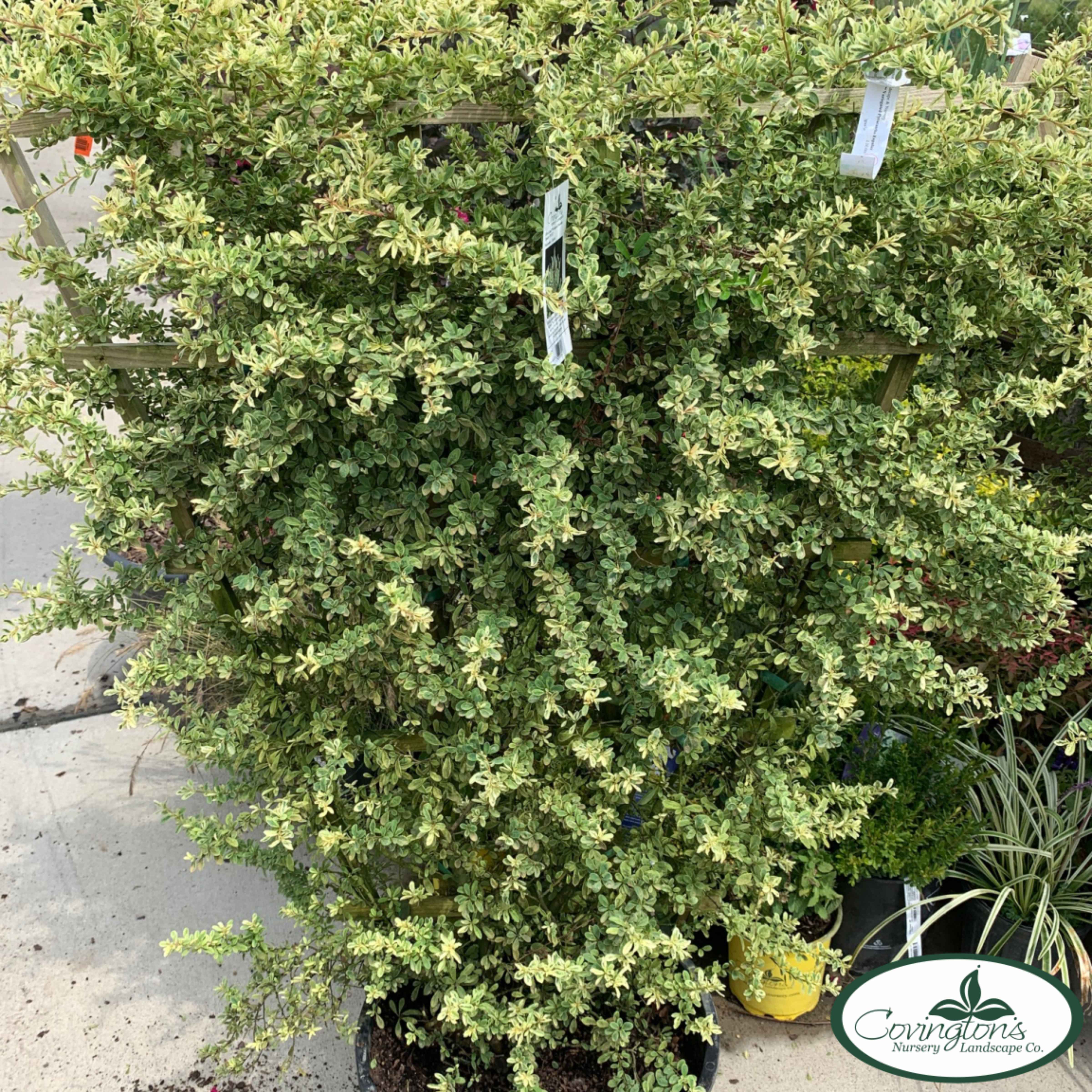PYRACANTHA silver lining™ es – Covingtons
