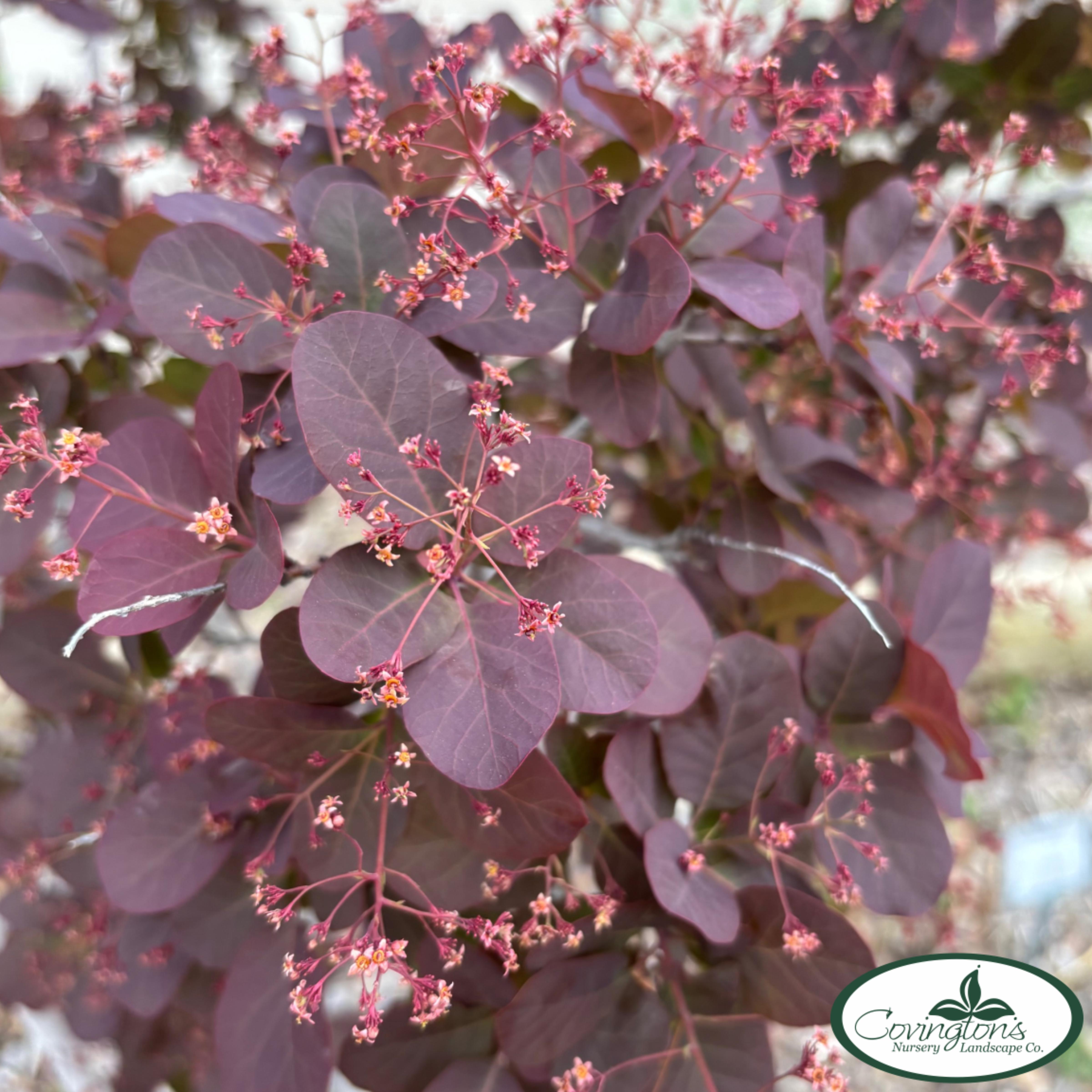 SMOKE TREE royal purple – Covingtons