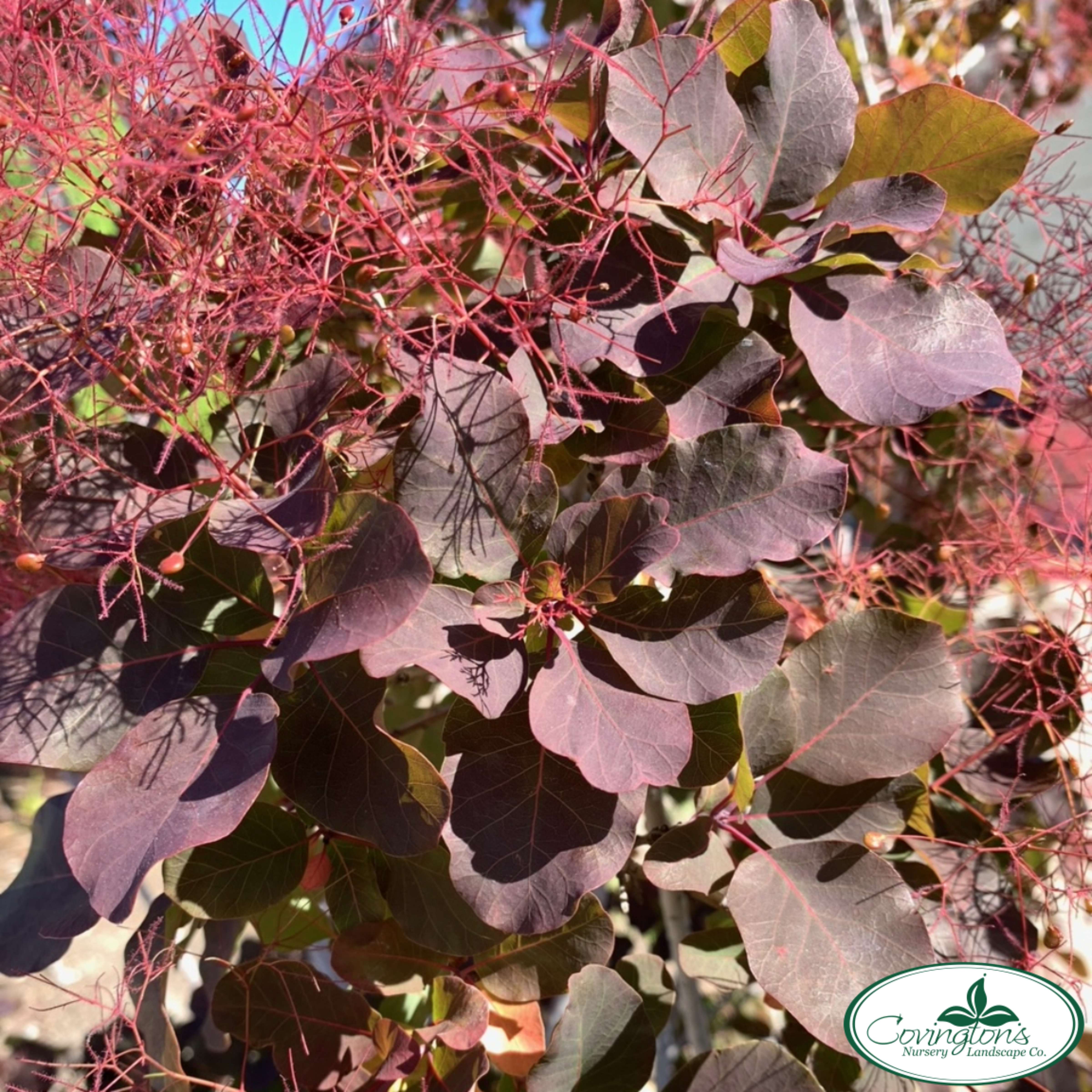 SMOKE TREE royal purple patio – Covingtons