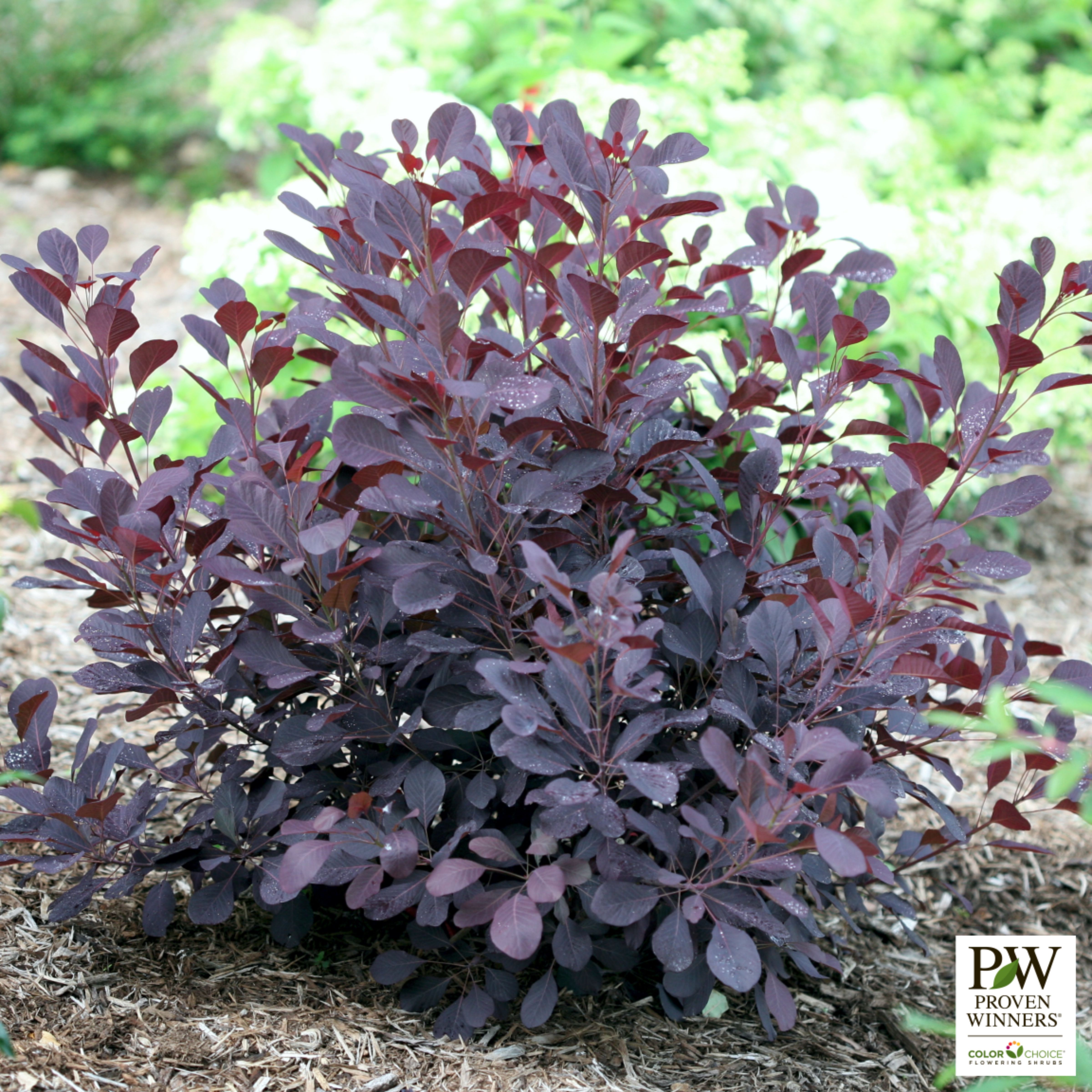 SMOKE TREE winecraft black – Covingtons