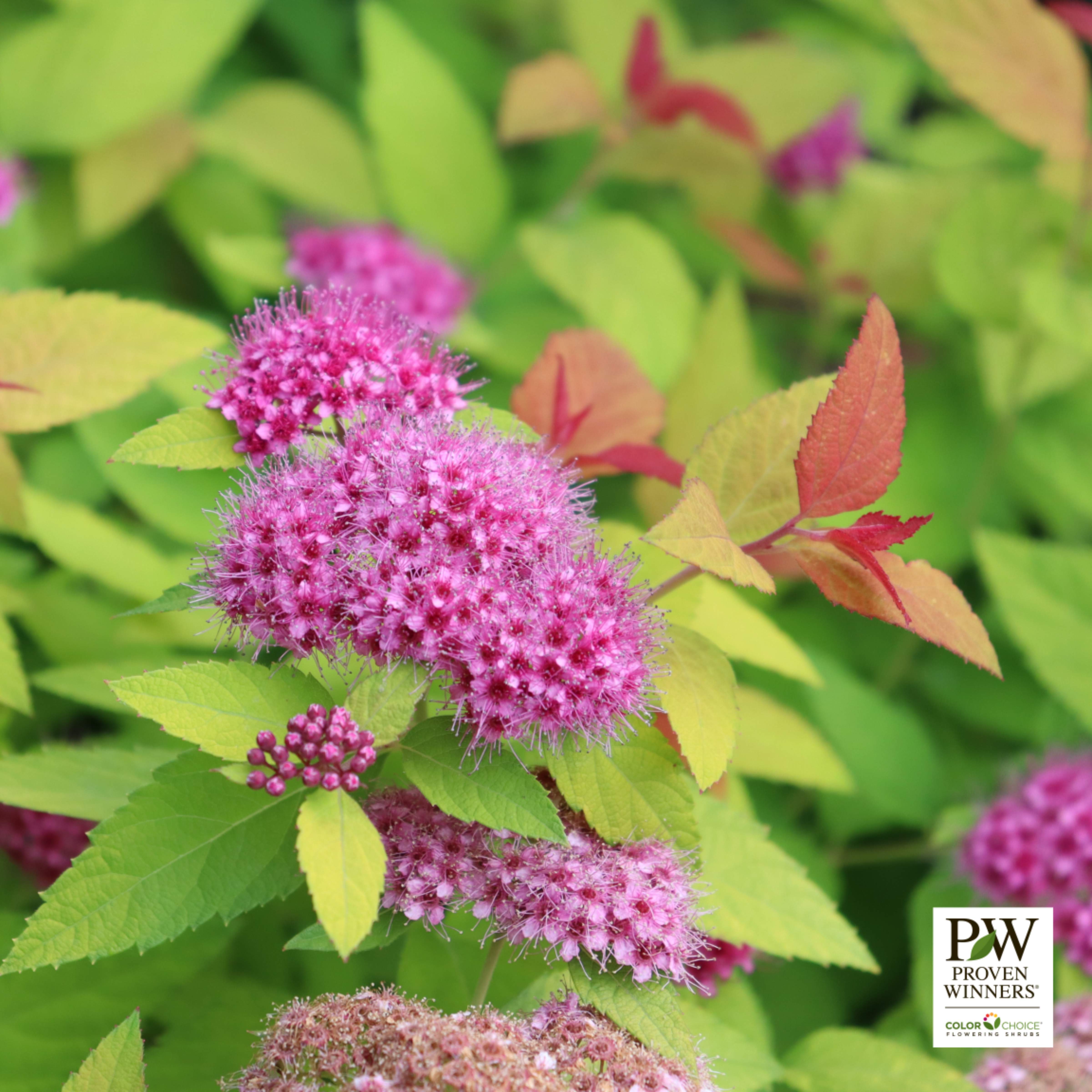 SPIREA double play candy corn – Covingtons