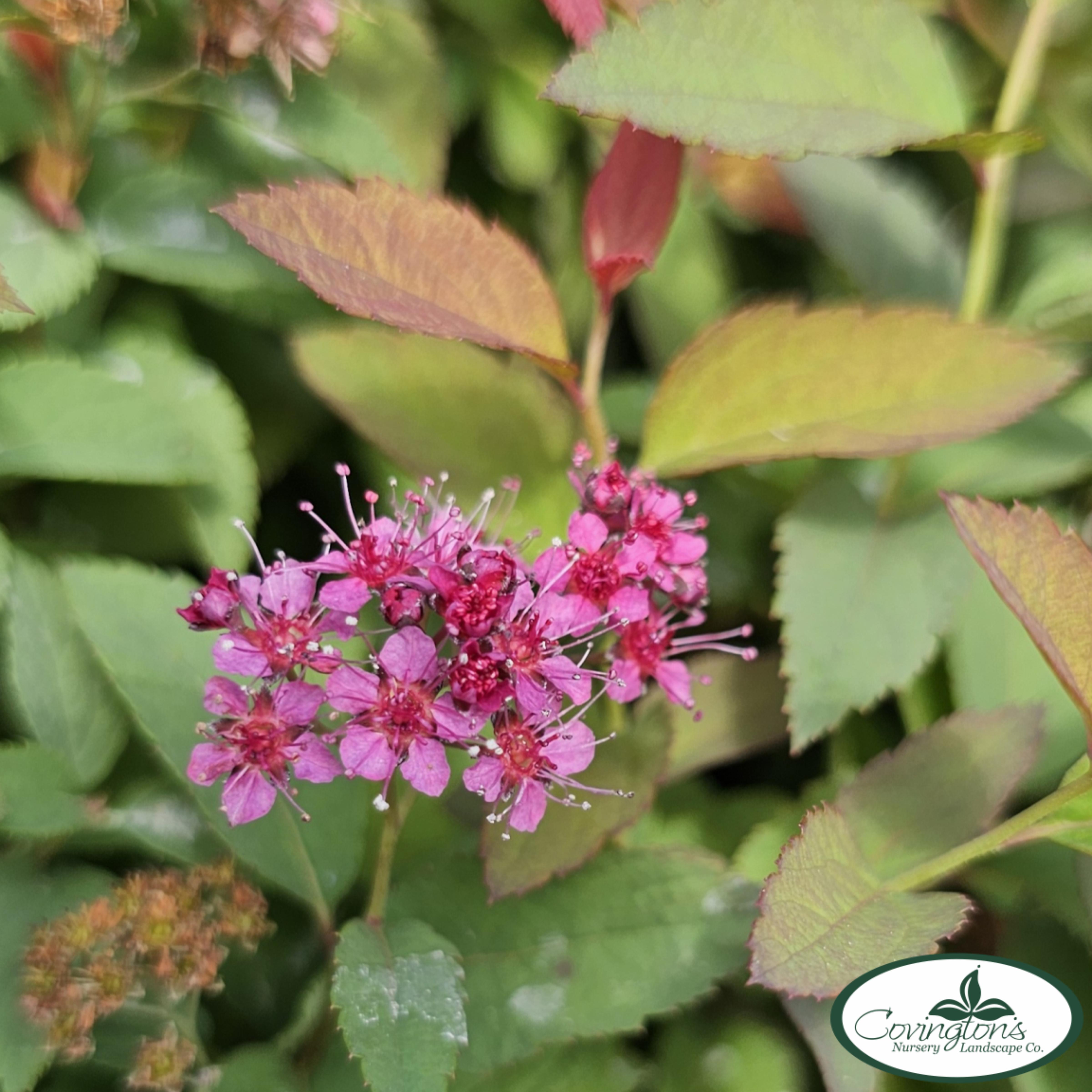 SPIREA double play® red – Covingtons