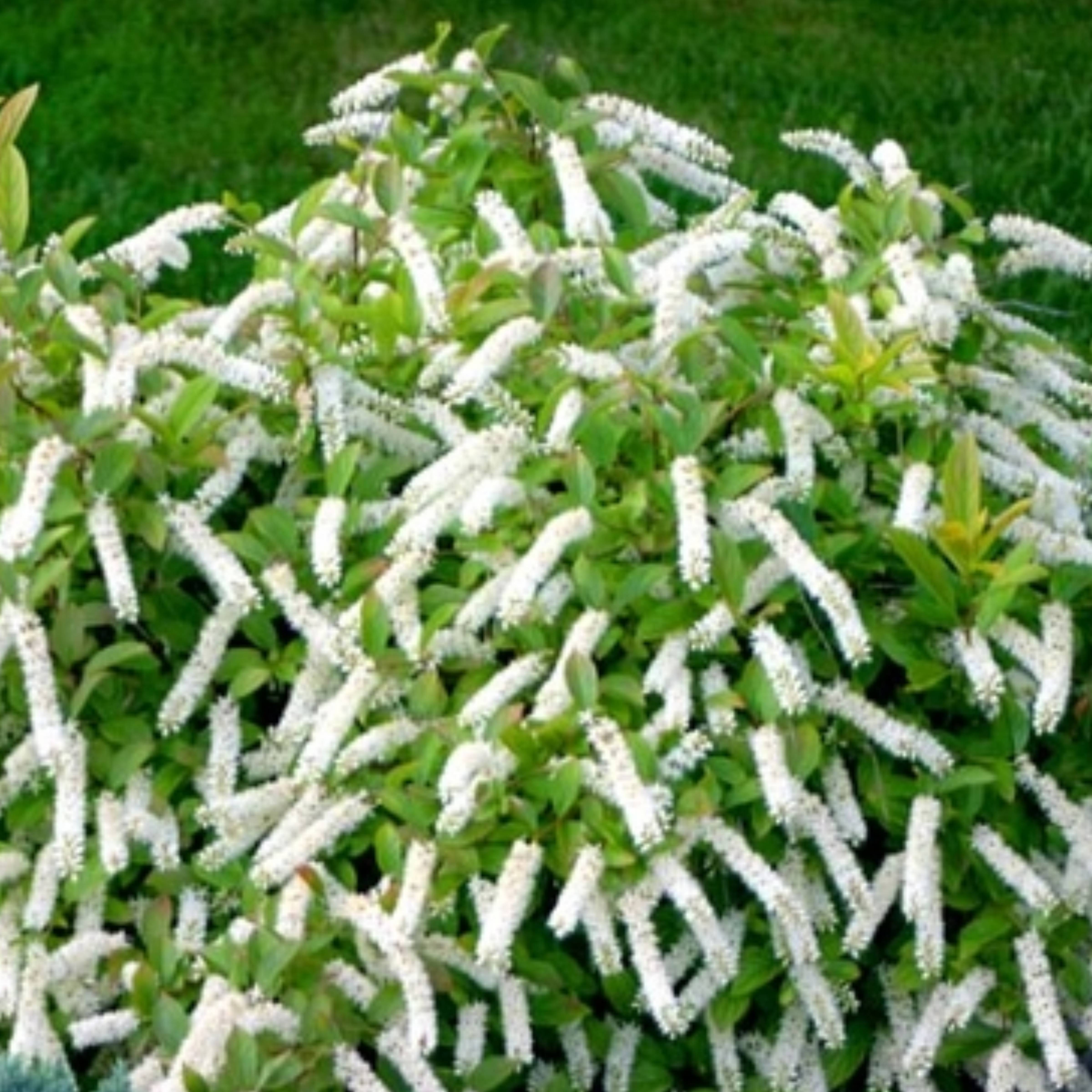 SWEETSPIRE little henry® – Covingtons