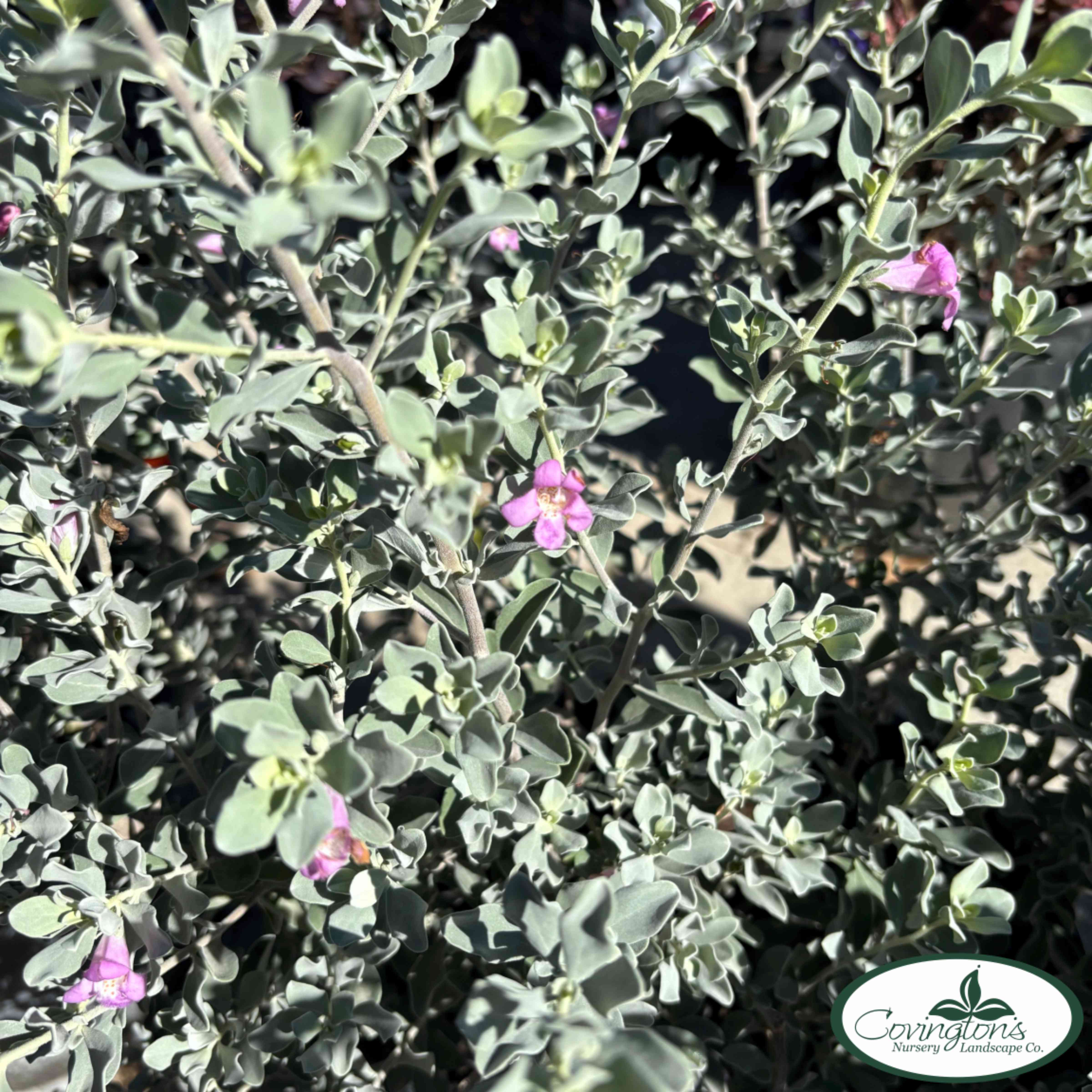 TEXAS SAGE compact – Covingtons