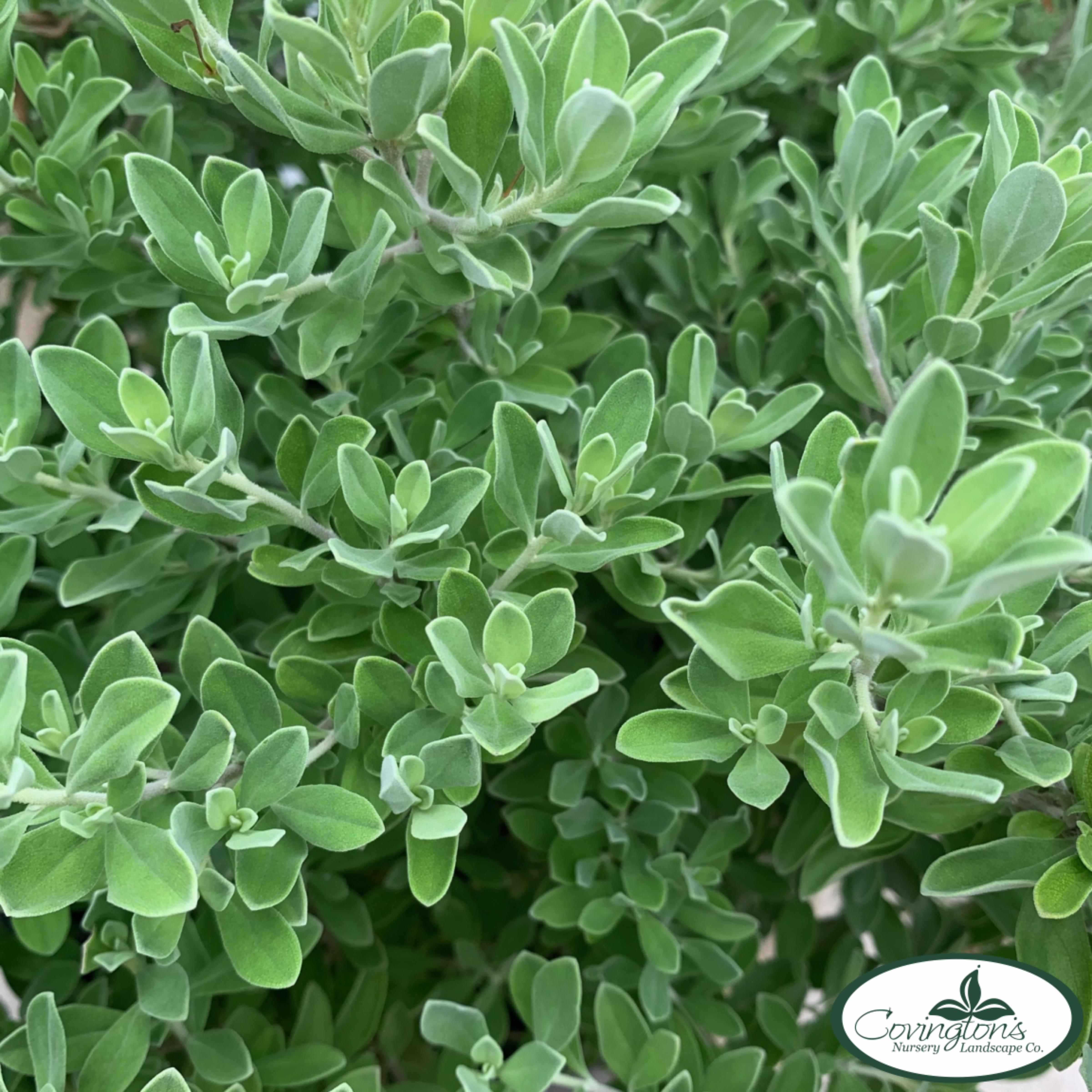 TEXAS SAGE green cloud – Covingtons