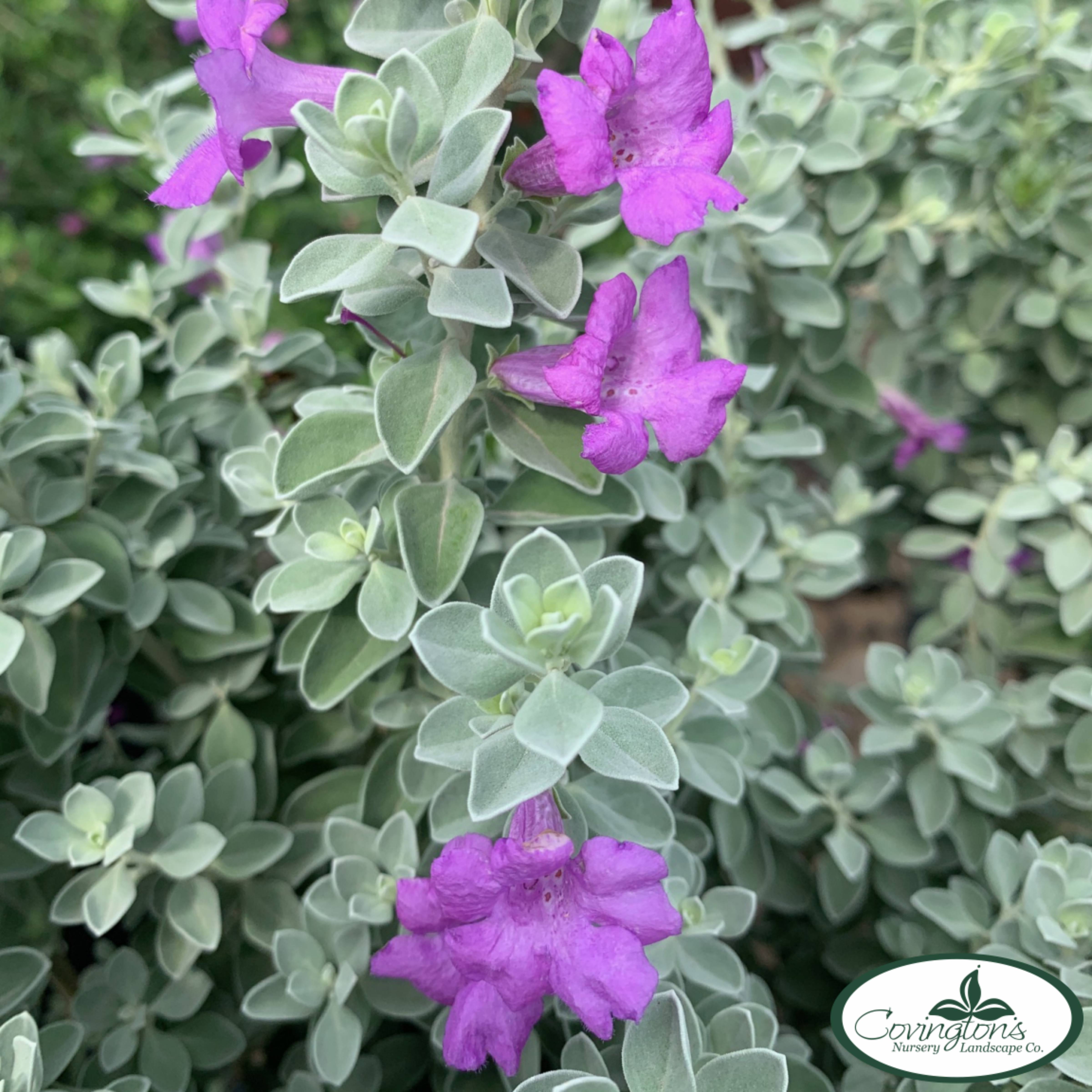 TEXAS SAGE laredo – Covingtons