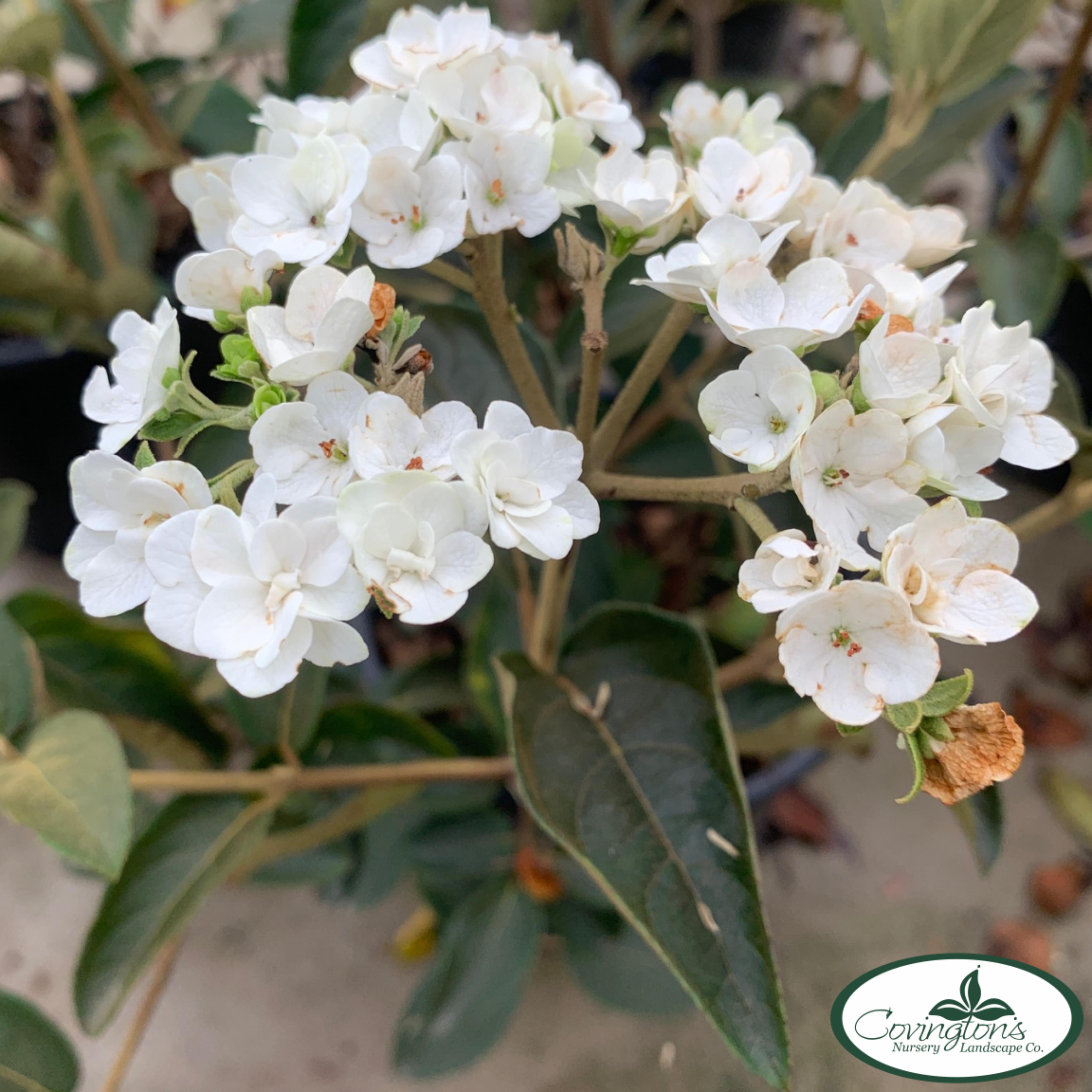 VIBURNUM chinese snowball – Covingtons