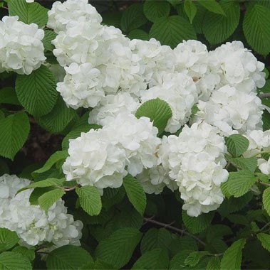 VIBURNUM eastern snowball – Covingtons