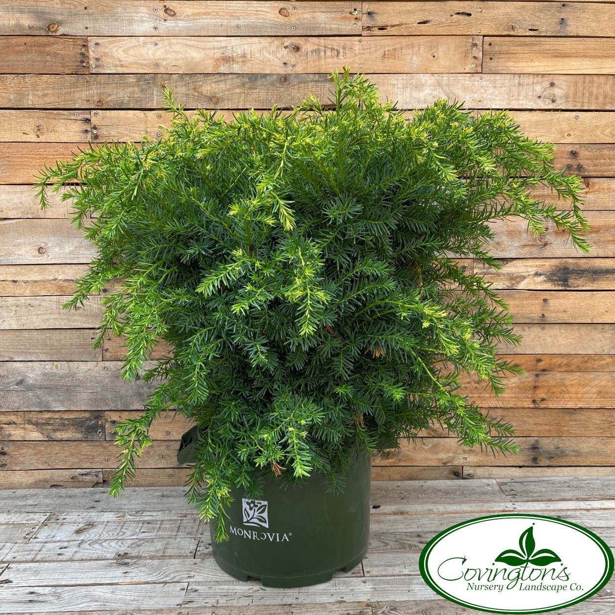 YEW densiformis – Covingtons