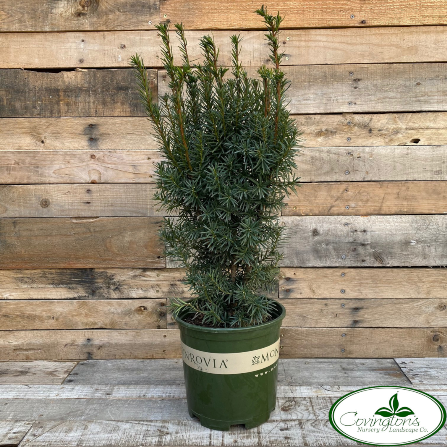 YEW hicks – Covingtons
