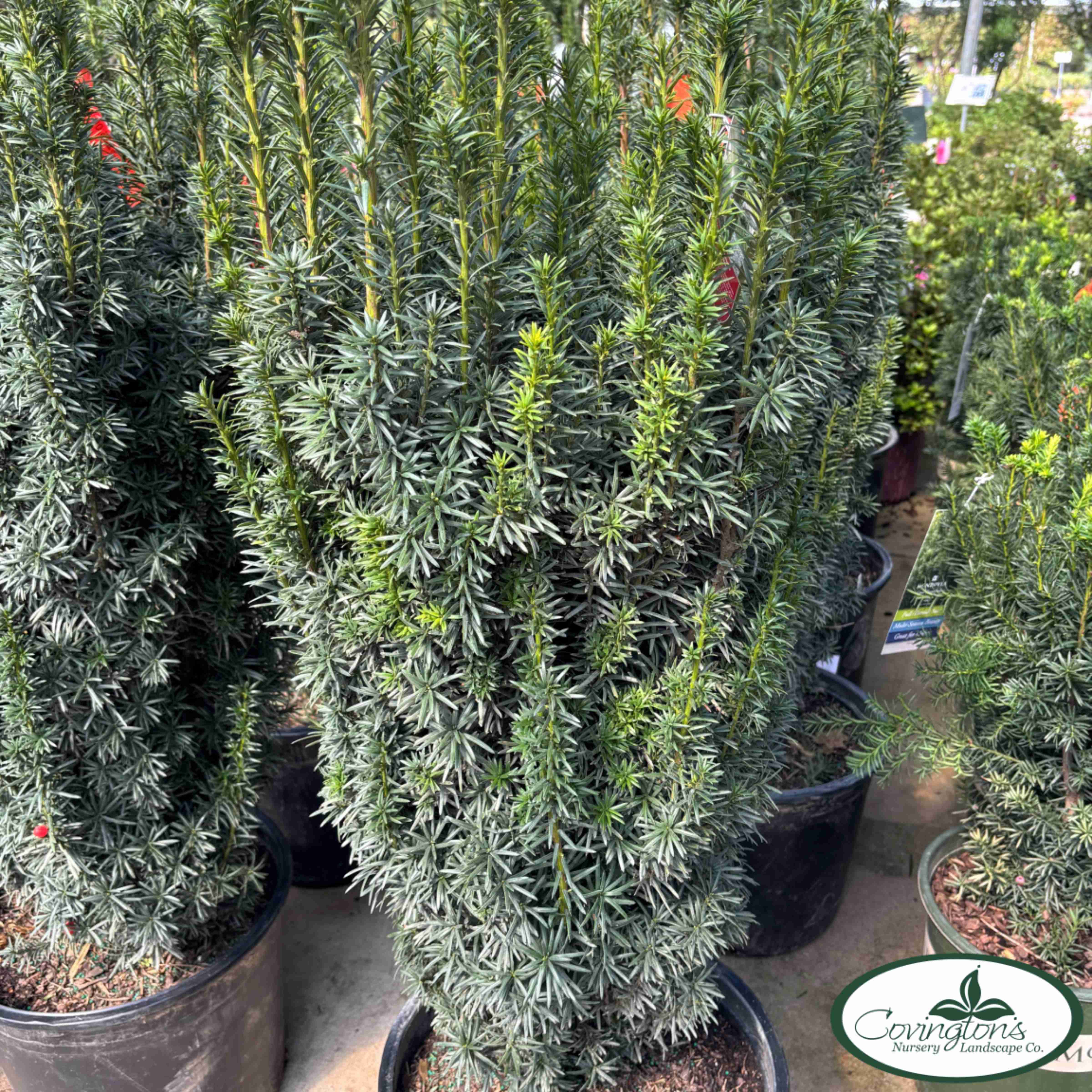 YEW maureen – Covingtons