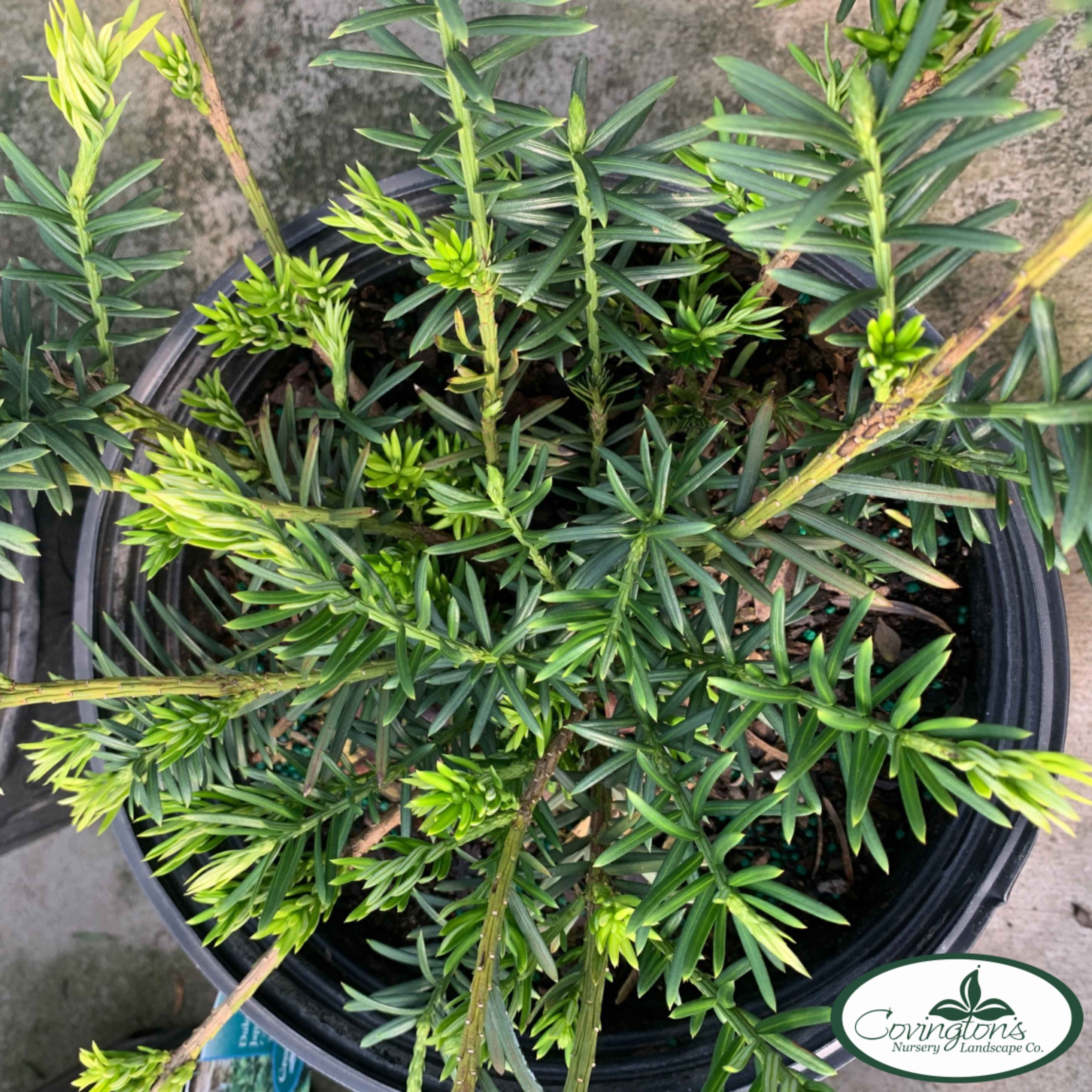 YEW plum duke gardens – Covingtons