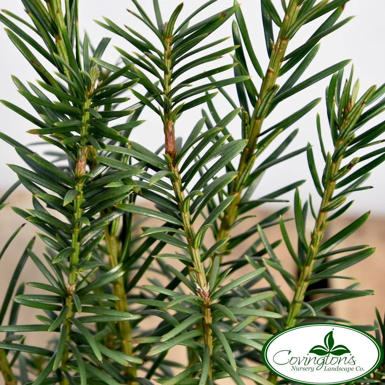 YEW plum yewtopia™ – Covingtons