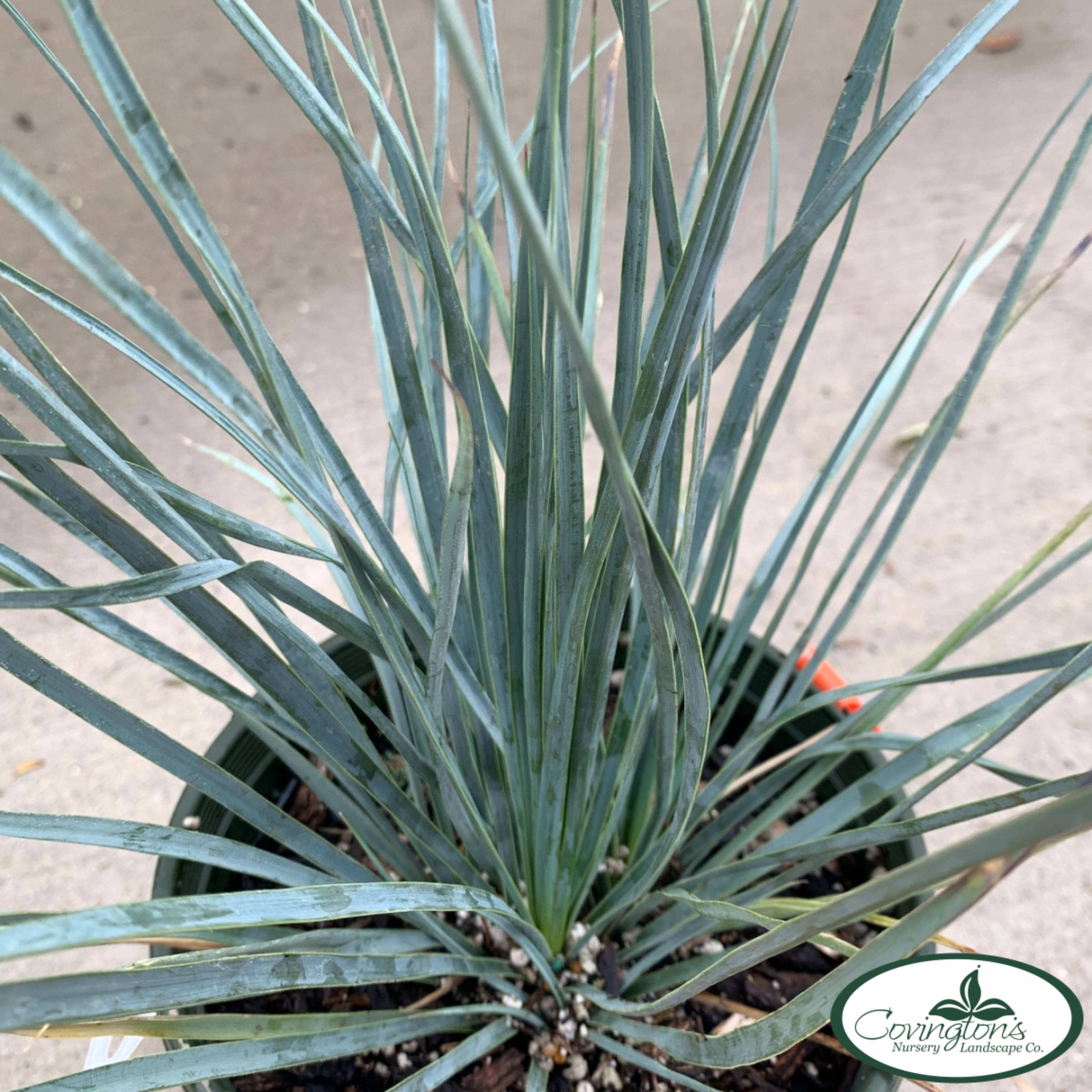 YUCCA beaked rancho blue – Covingtons