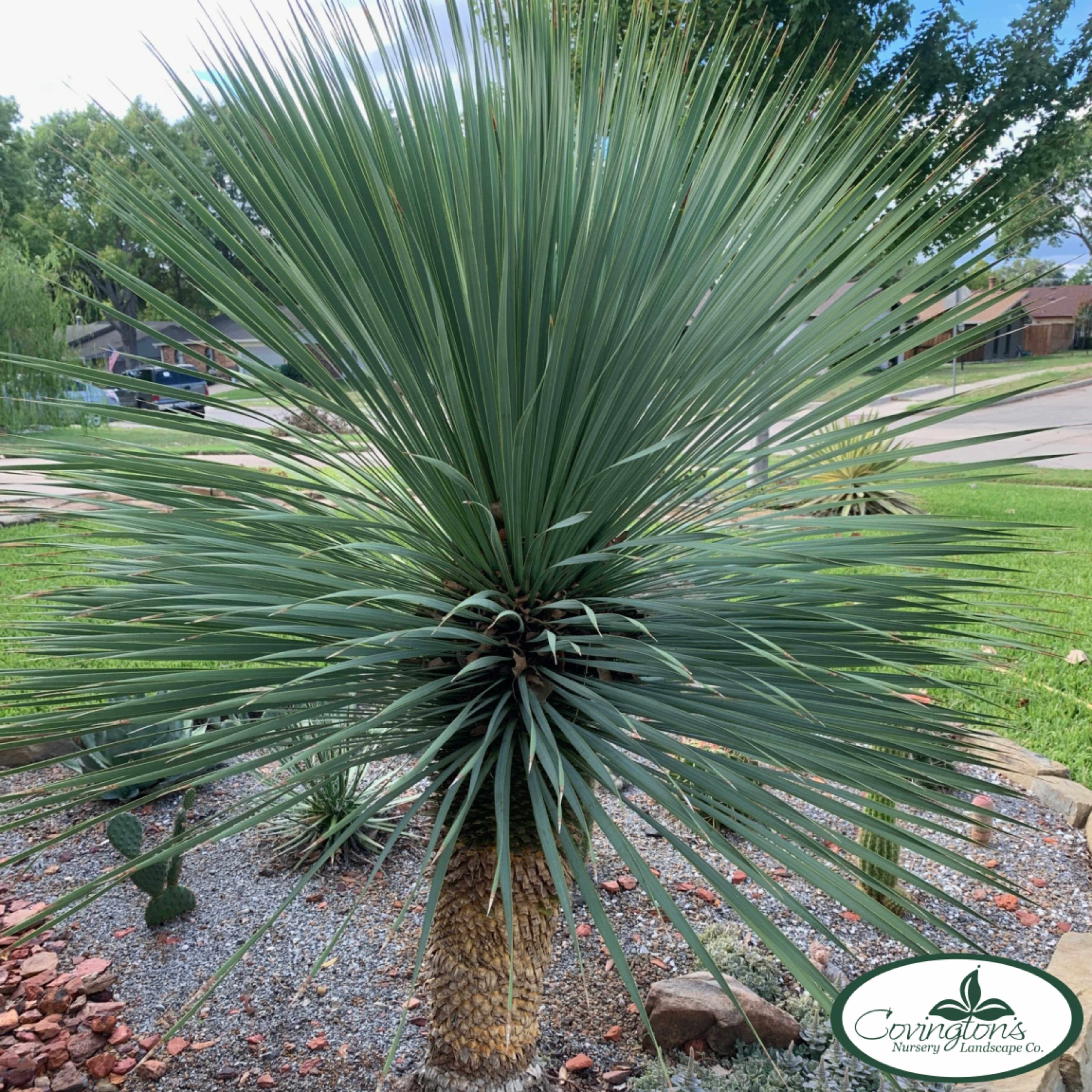 YUCCA beaked sapphire skies – Covingtons