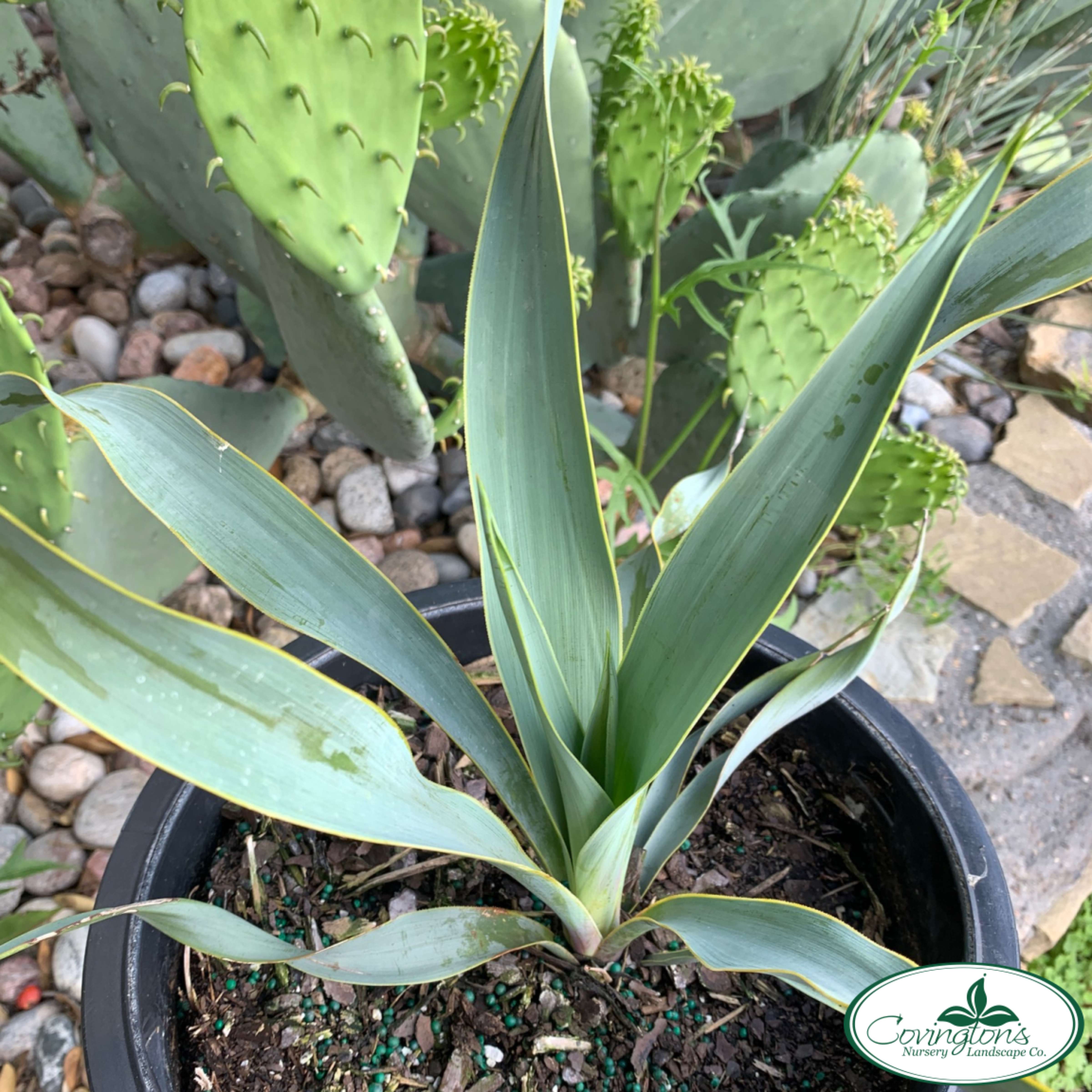 YUCCA blue powder – Covingtons