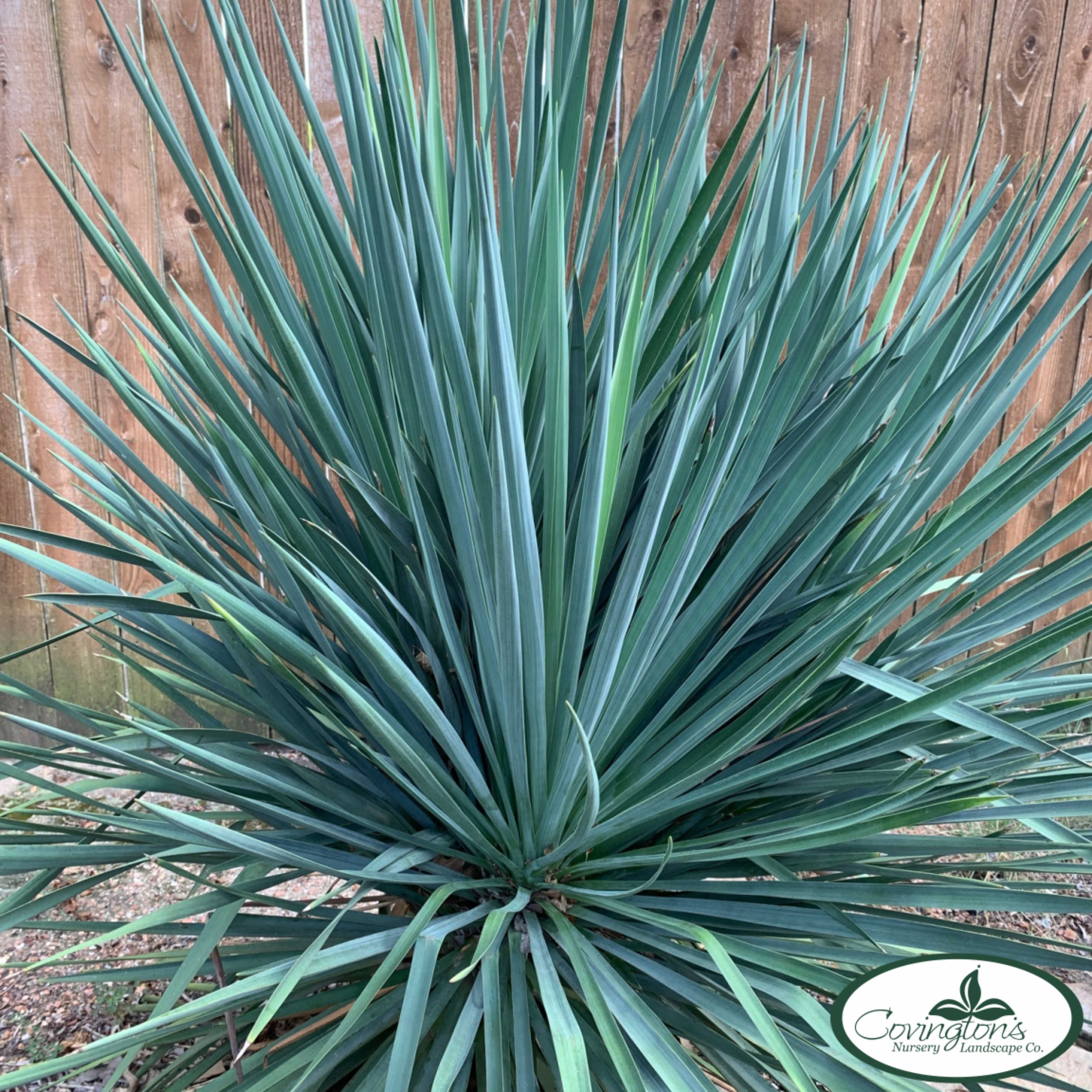 YUCCA blue sentry – Covingtons