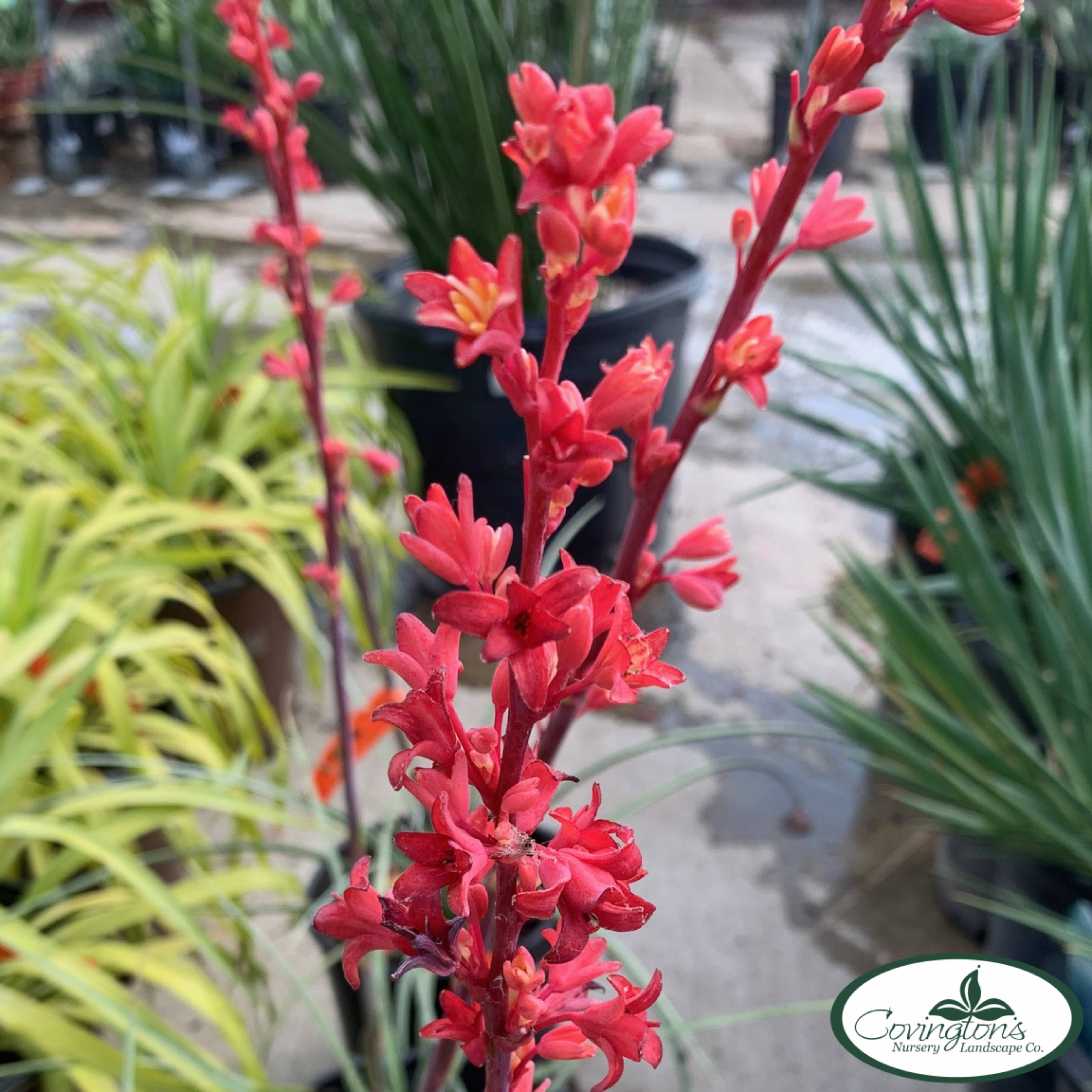 YUCCA stoplights® – Covingtons
