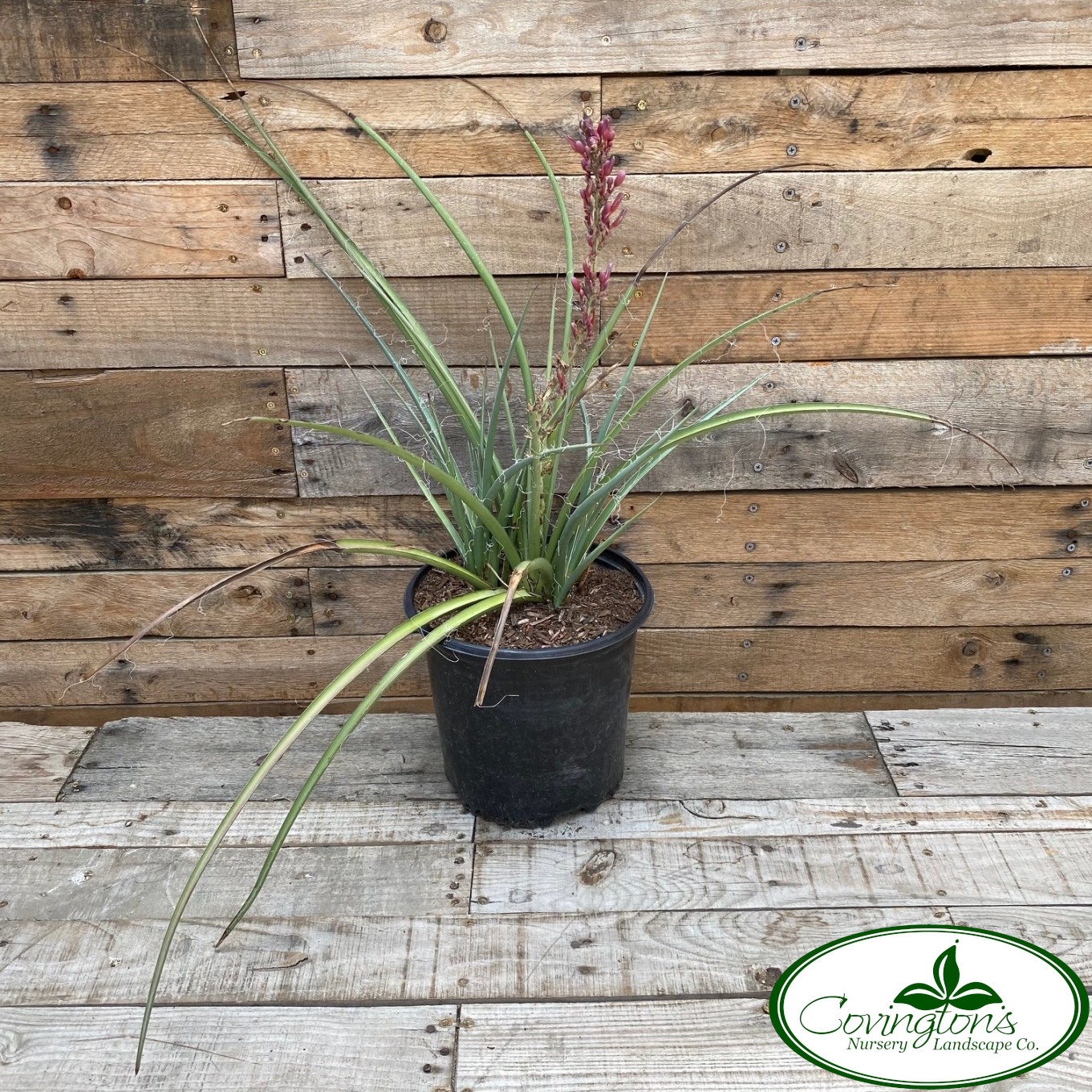 YUCCA desert dusk® – Covingtons