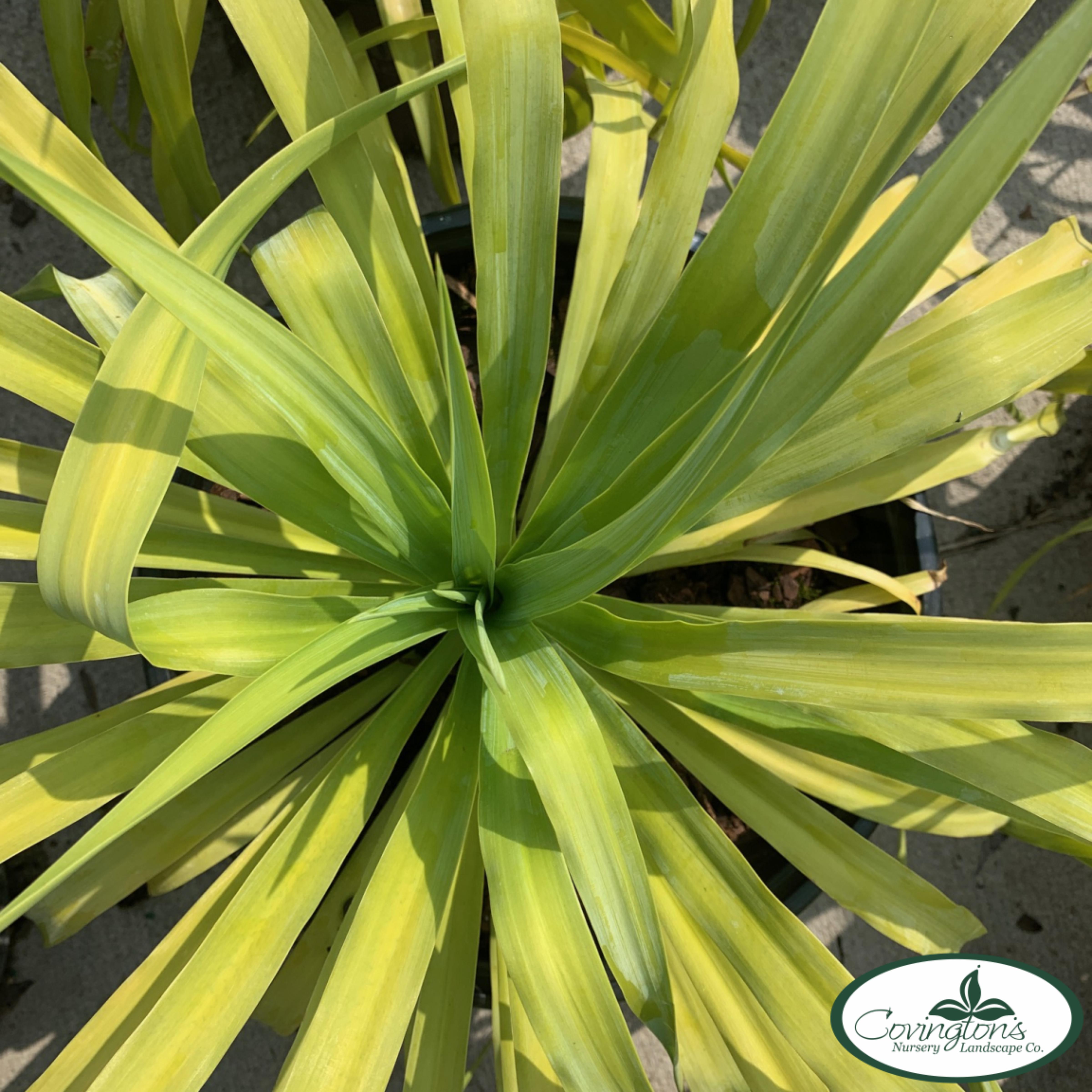 YUCCA pendula mellow yellow™ – Covingtons